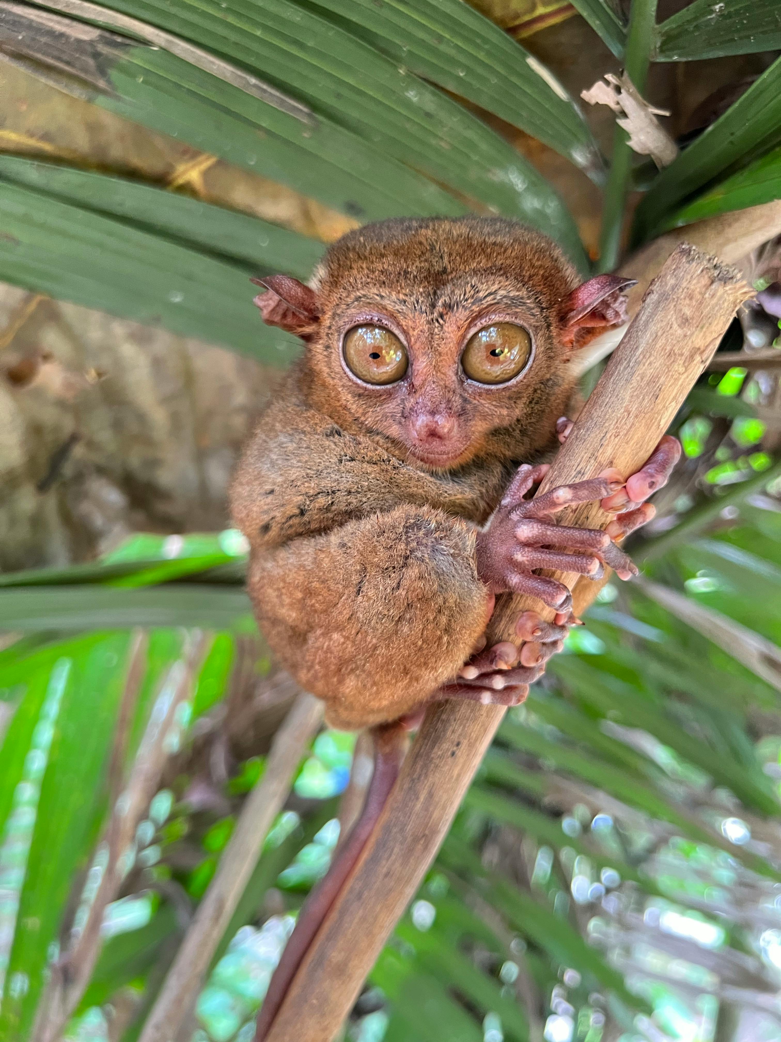 Close up of Small Monkey · Free Stock Photo