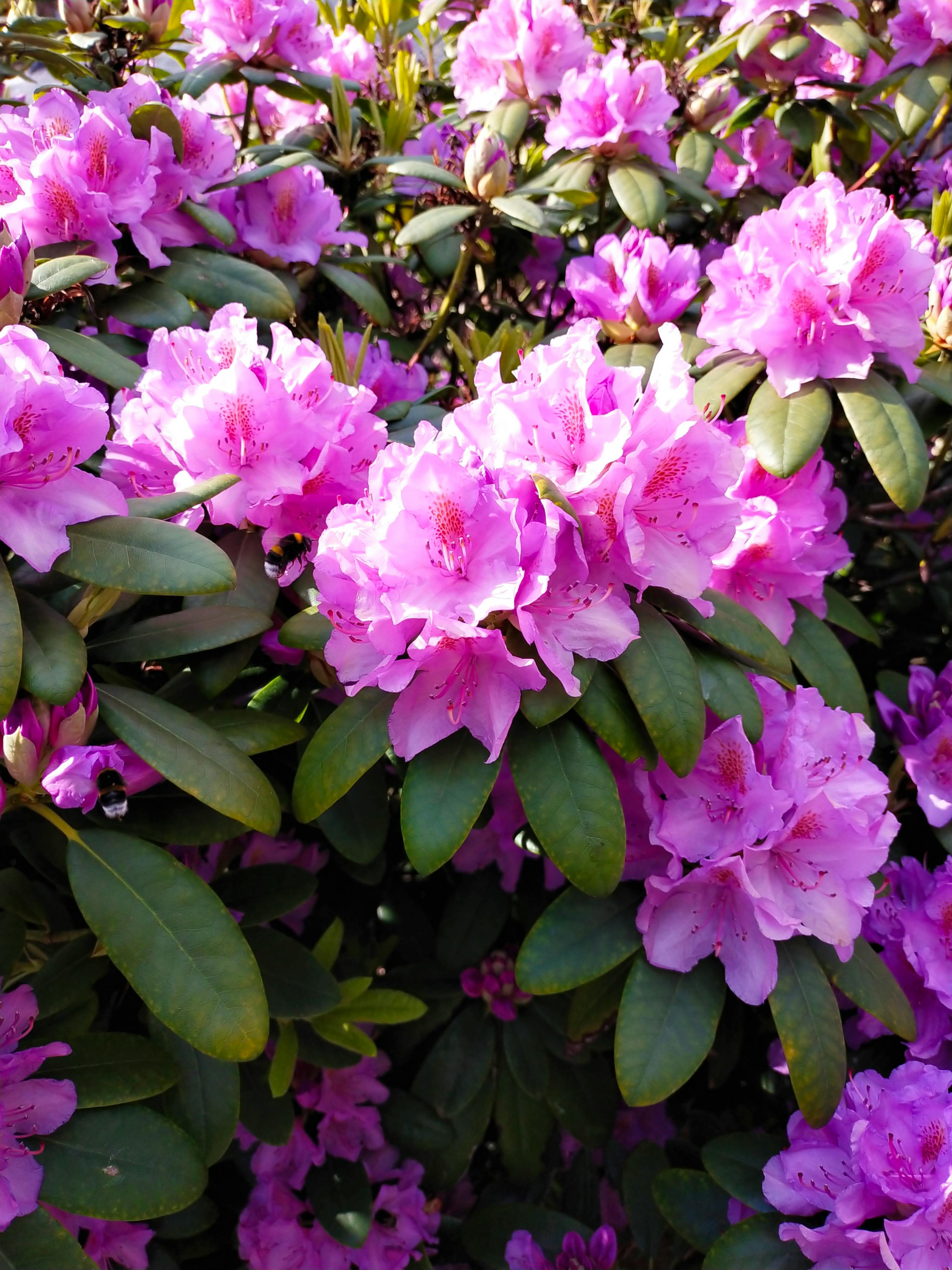 Rhododendron Wallpaper Photos, Download The BEST Free Rhododendron ...