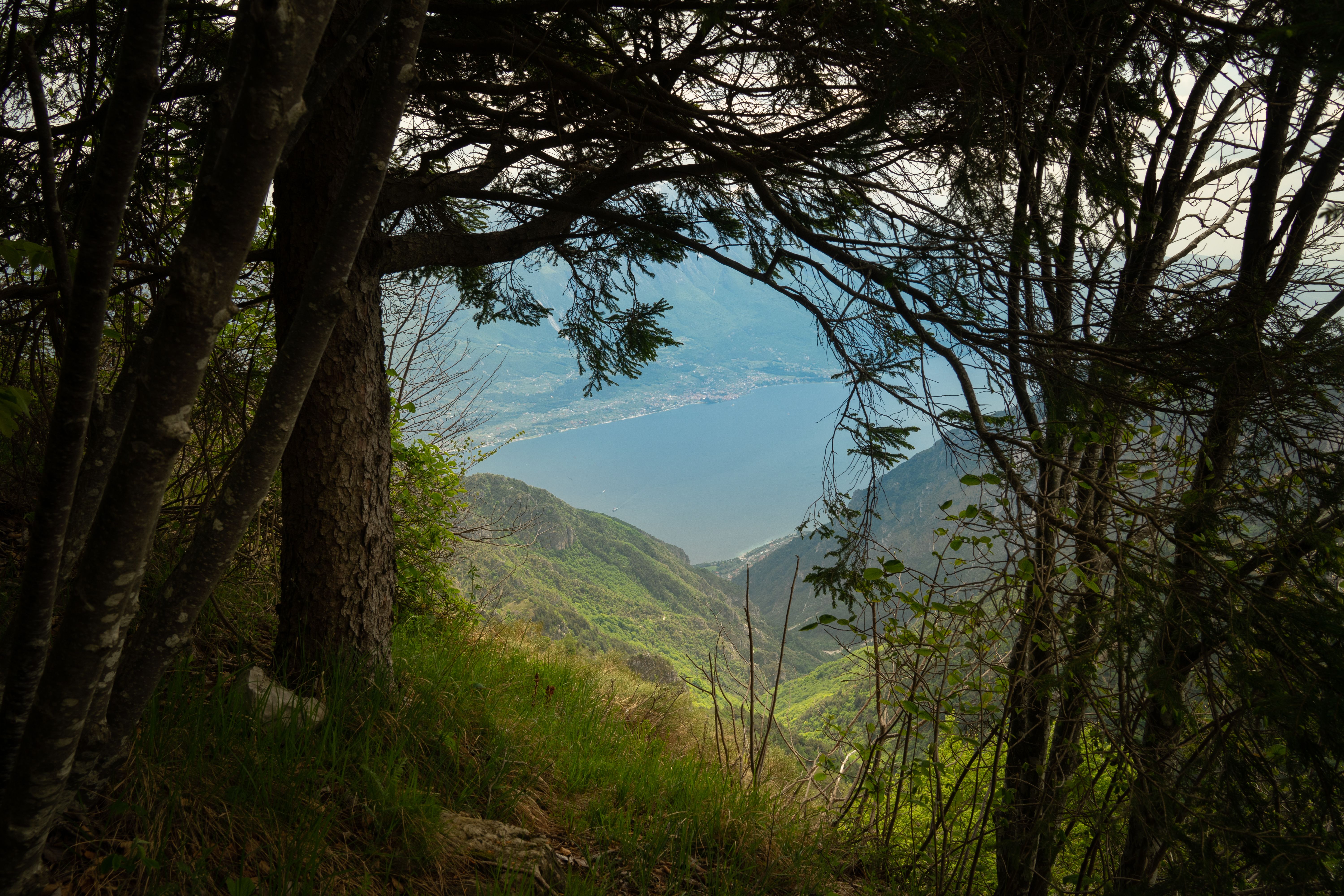 Forest on Hill over Lake below · Free Stock Photo