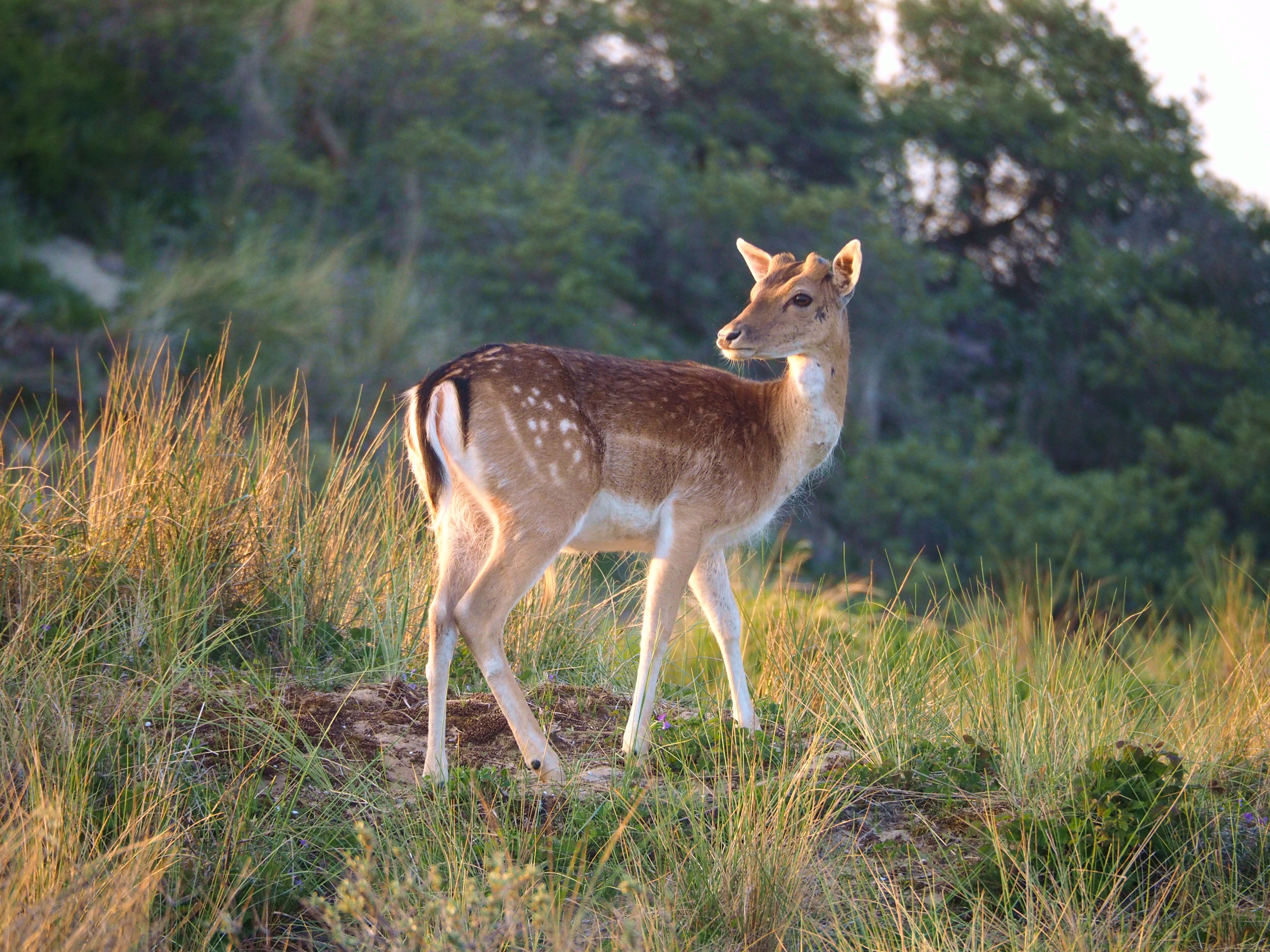 Deer in Nature · Free Stock Photo
