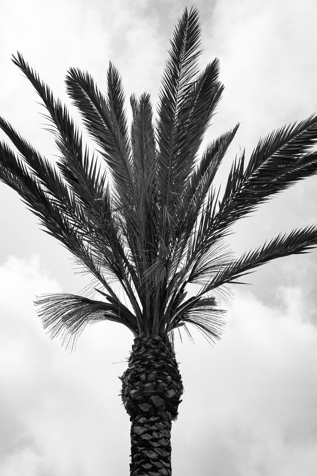 Palm Photos, Download The BEST Free Palm Stock Photos & HD Images