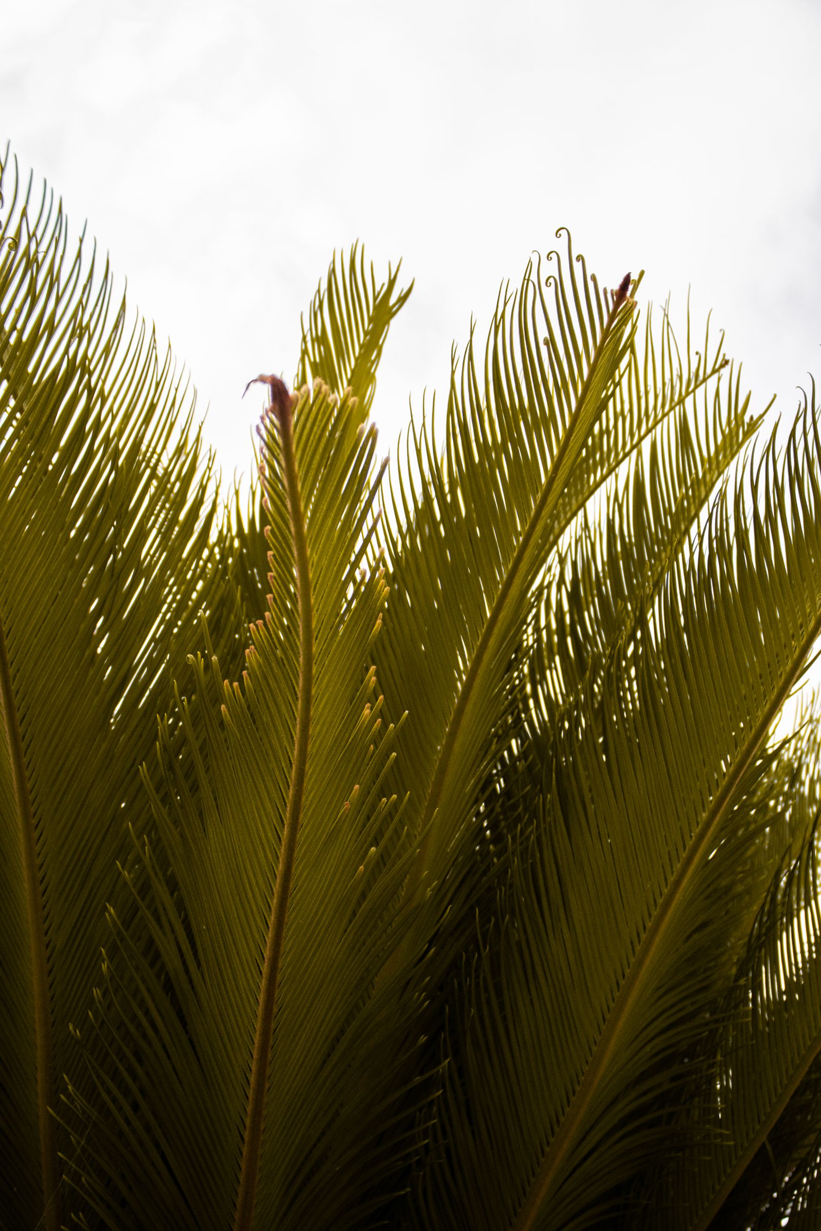 Palm Photos, Download The BEST Free Palm Stock Photos & HD Images