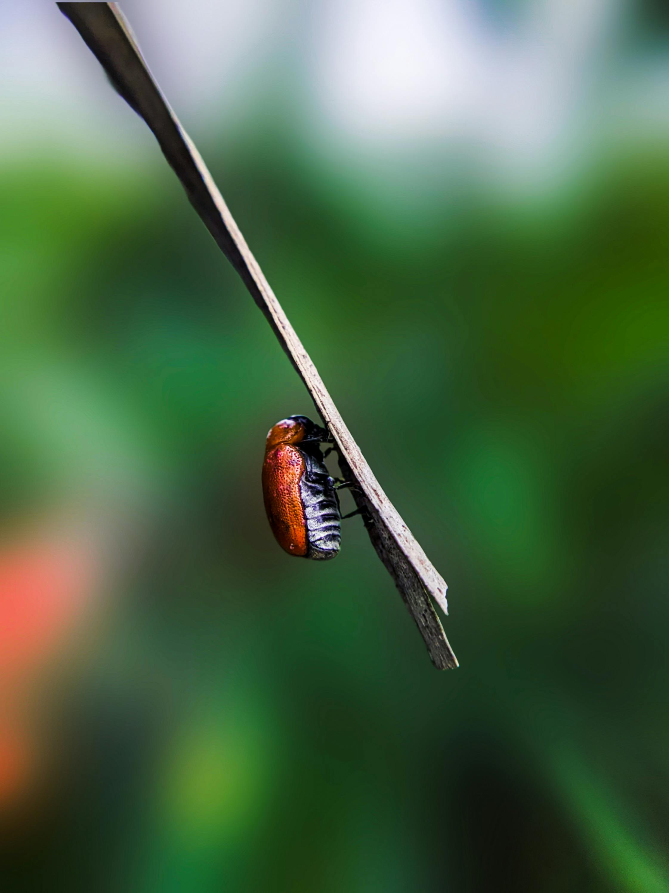 Bug Bug Uri Photos, Download The BEST Free Bug Bug Uri Stock Photos ...