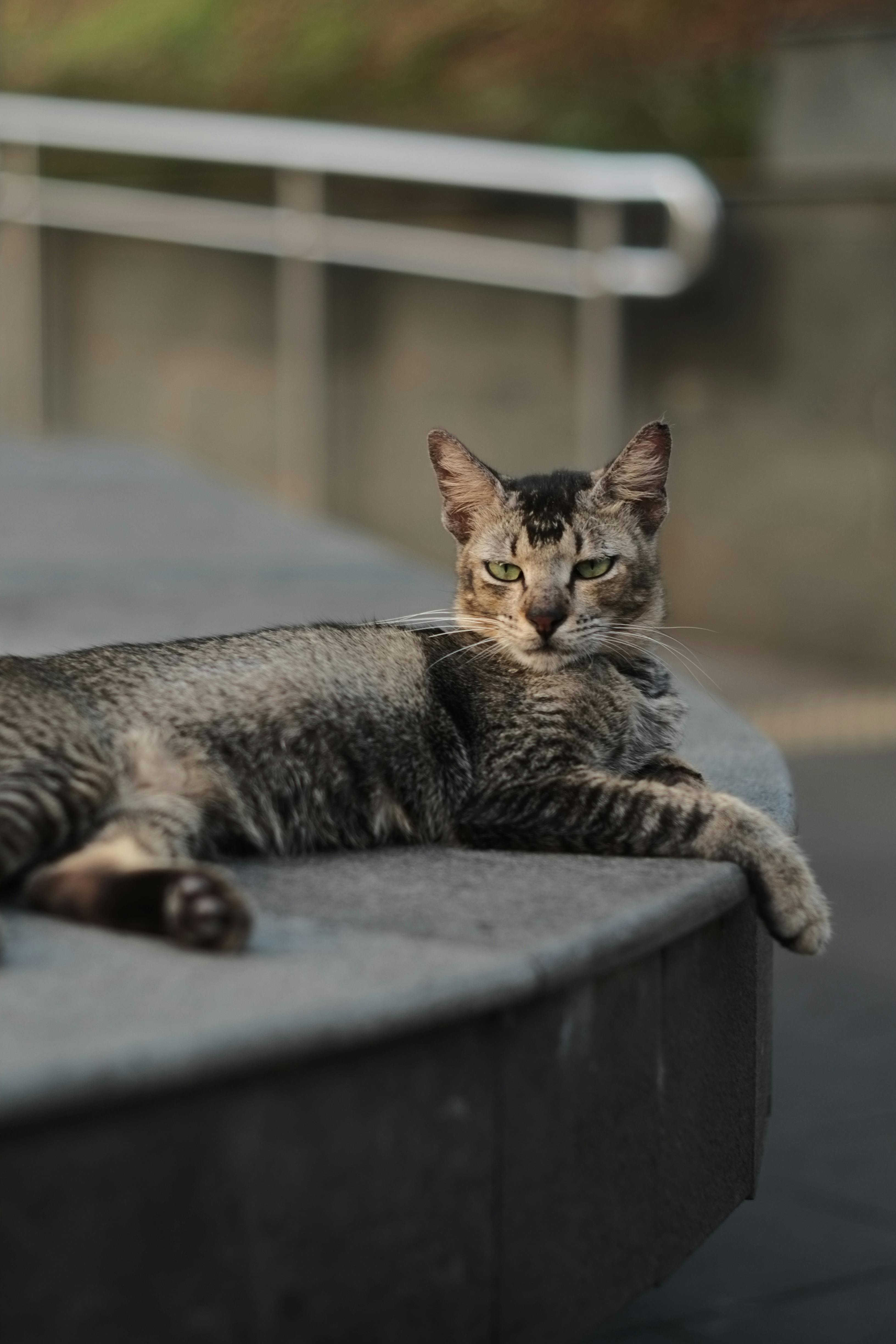 Gray Urban Cat · Free Stock Photo