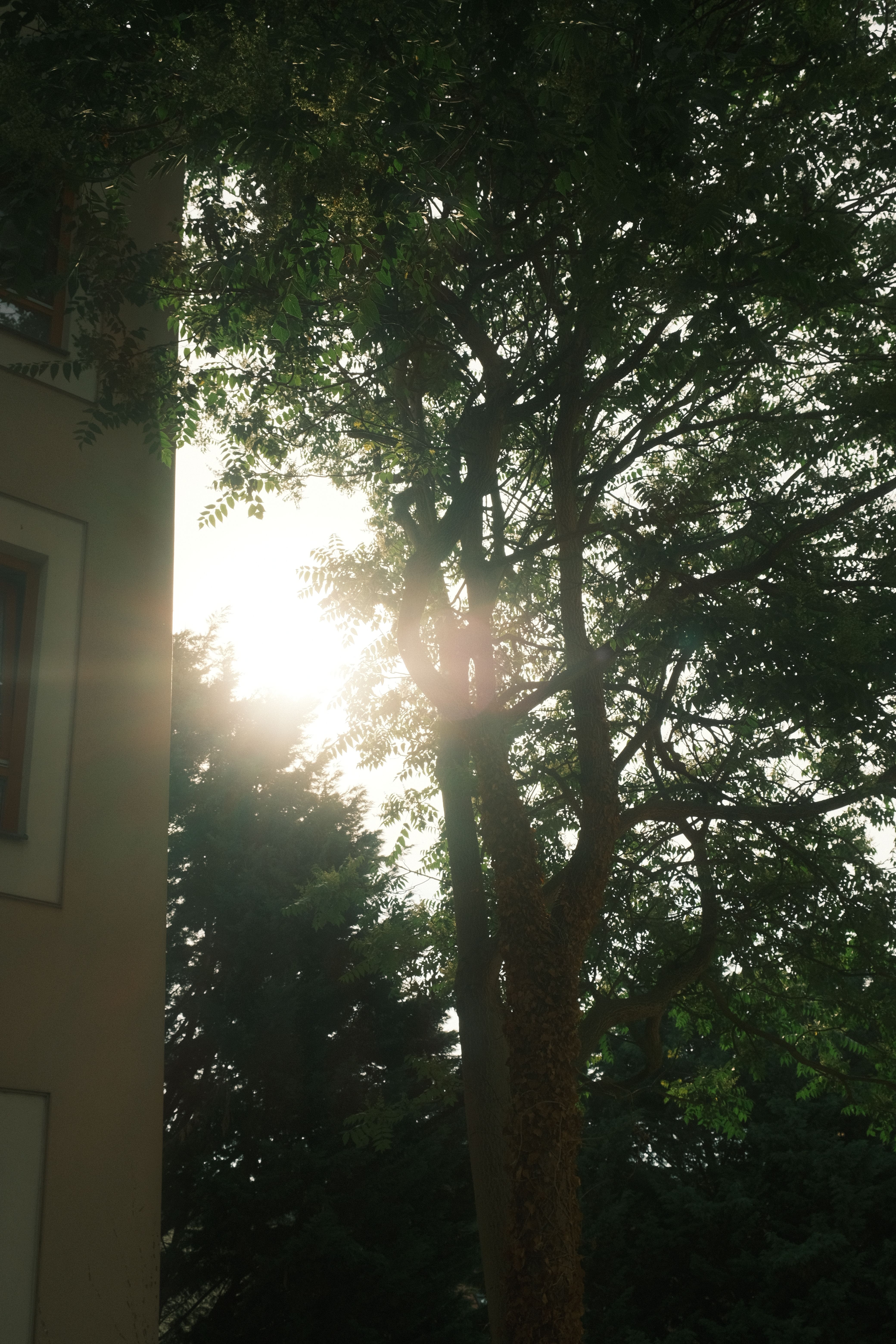 Sunlight over Trees near Building Wall · Free Stock Photo