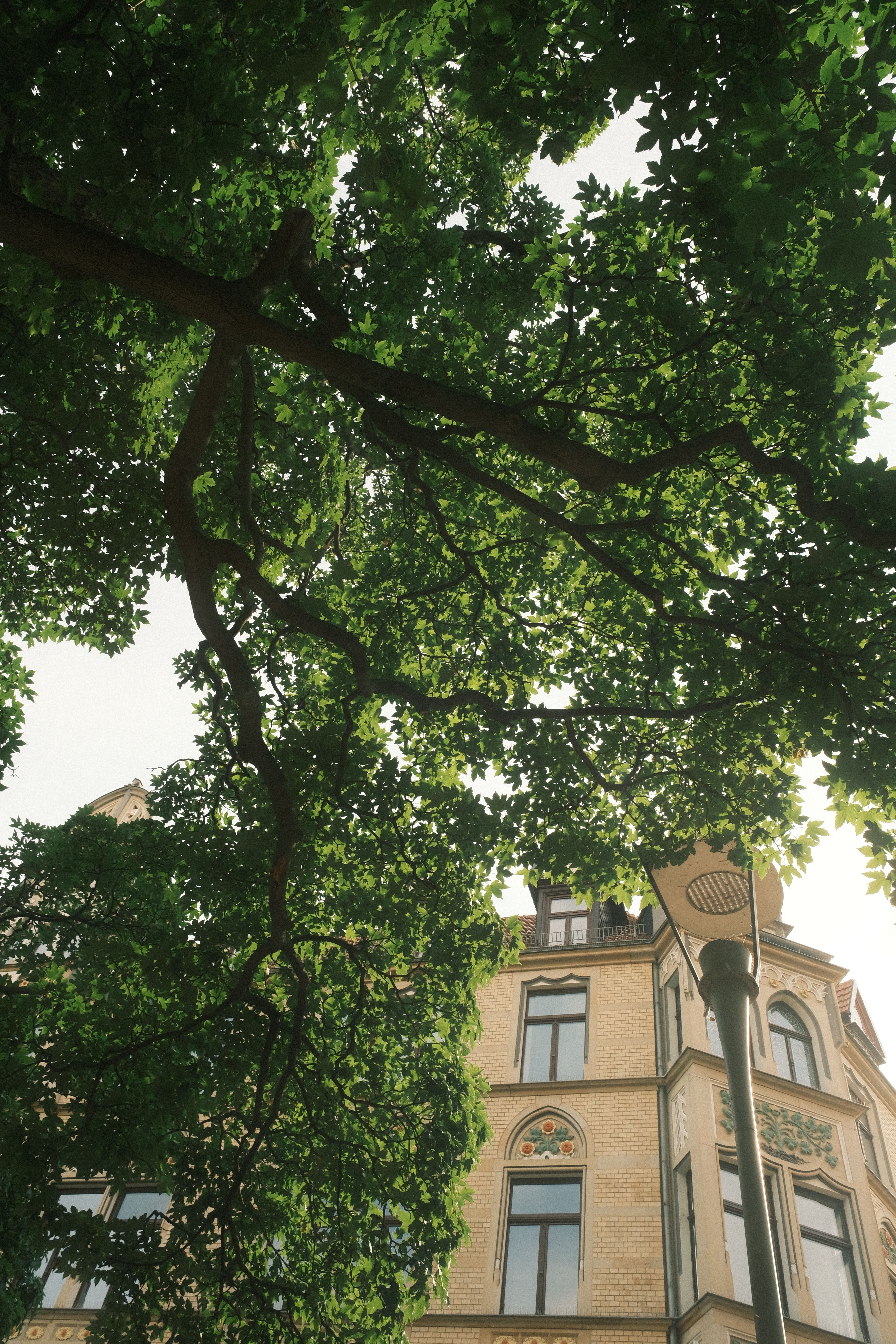 Building Windows behind Tree · Free Stock Photo