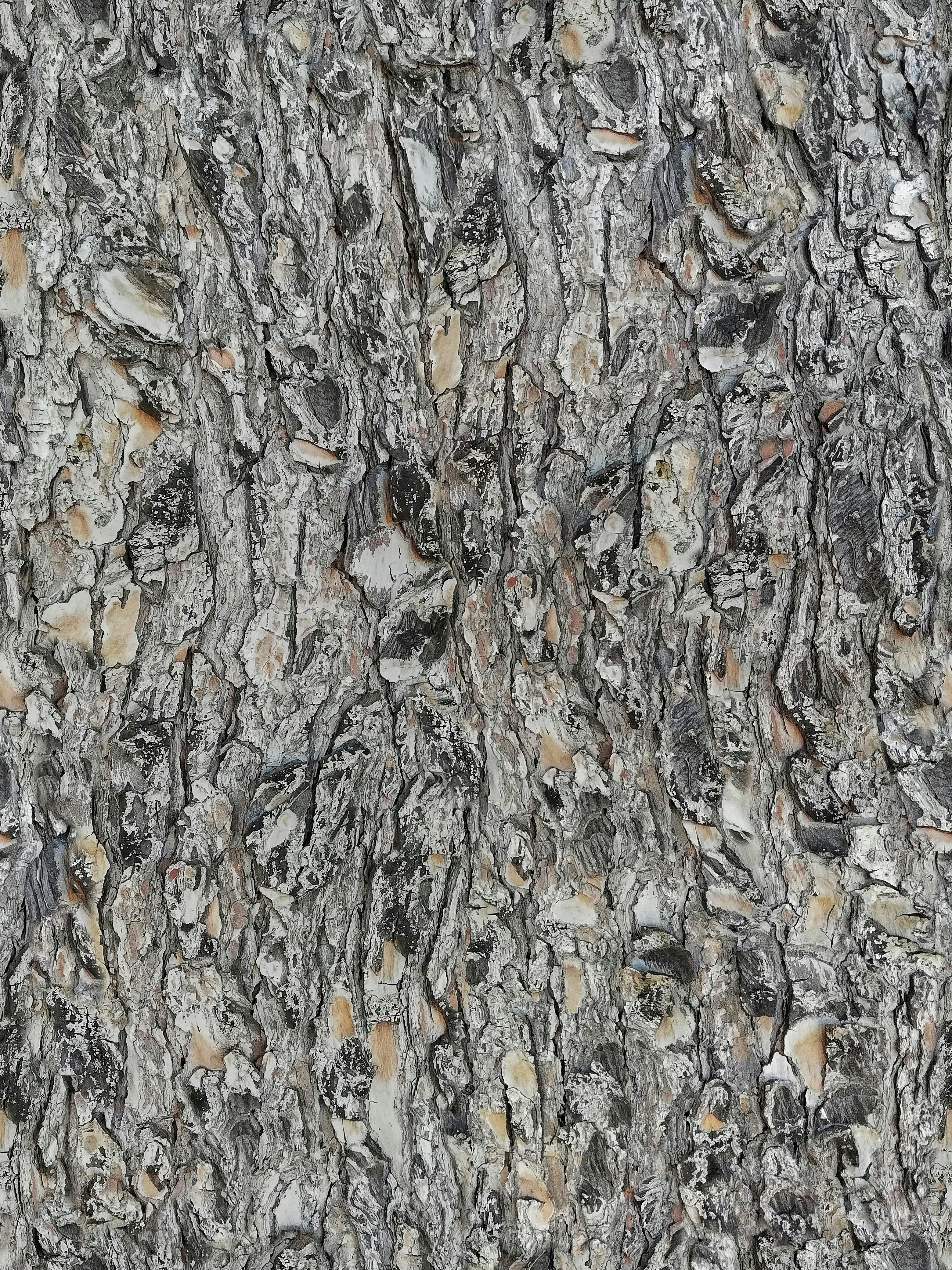 Close up of Rough Tree Bark · Free Stock Photo