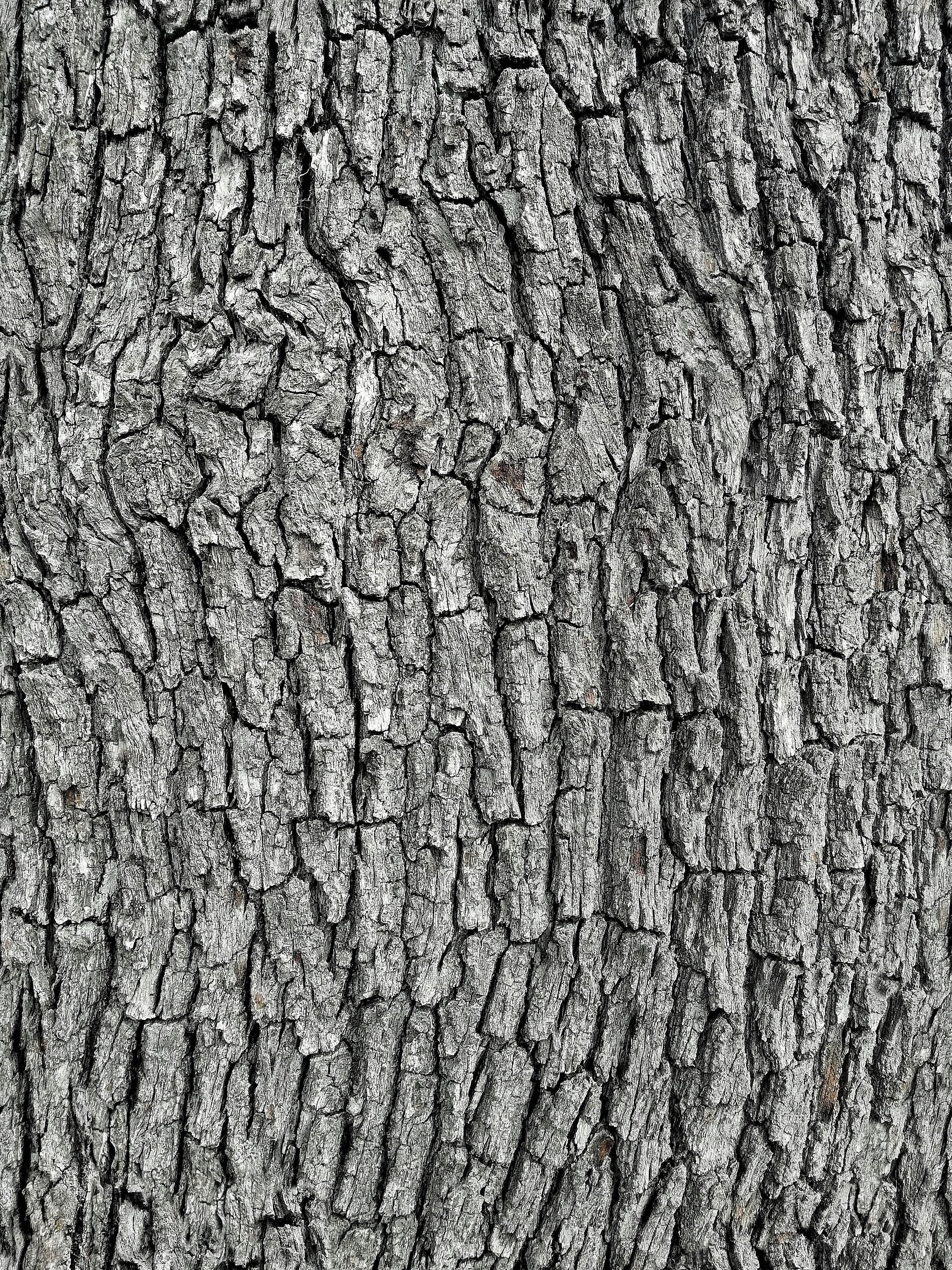 Surface of Tree Bark · Free Stock Photo