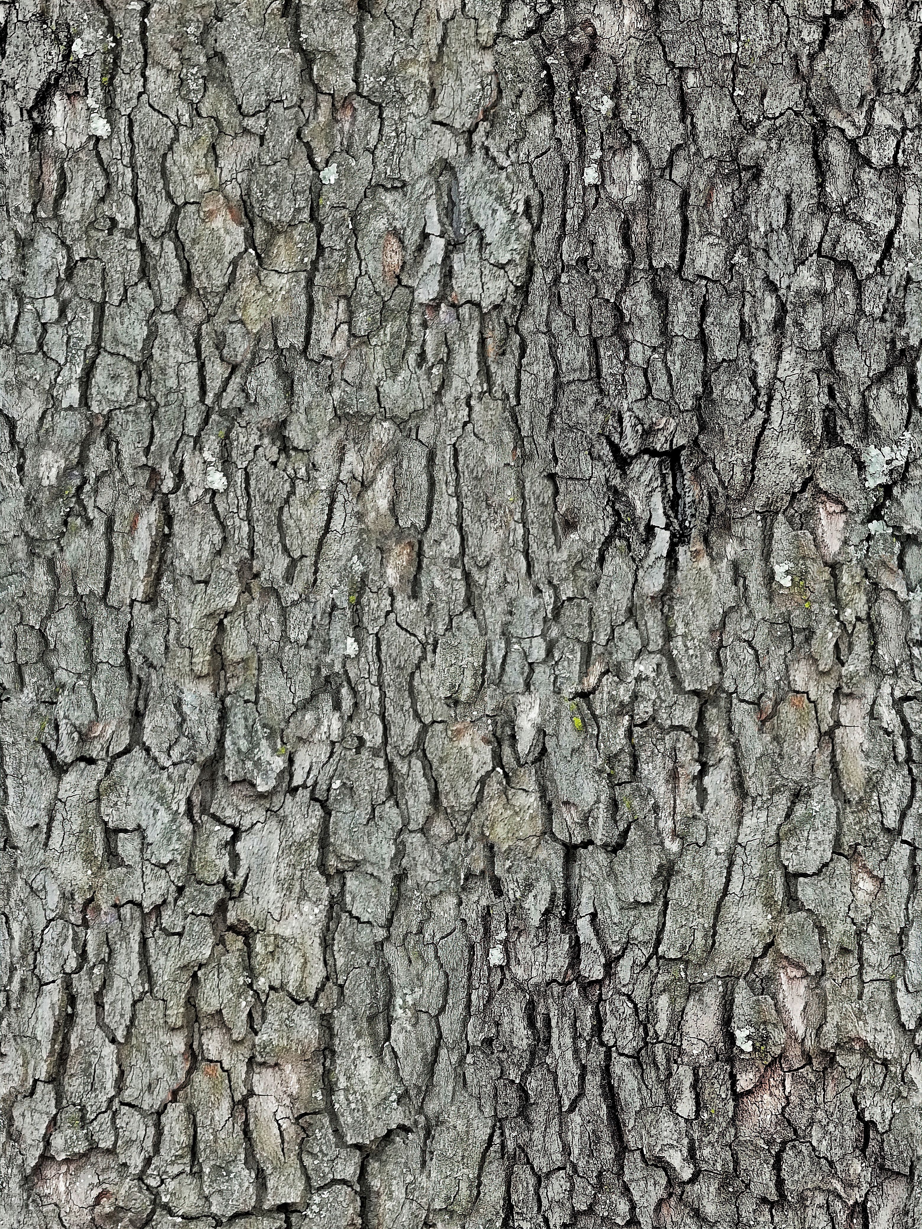 Close-Up Photograph of a Tree's Bark · Free Stock Photo