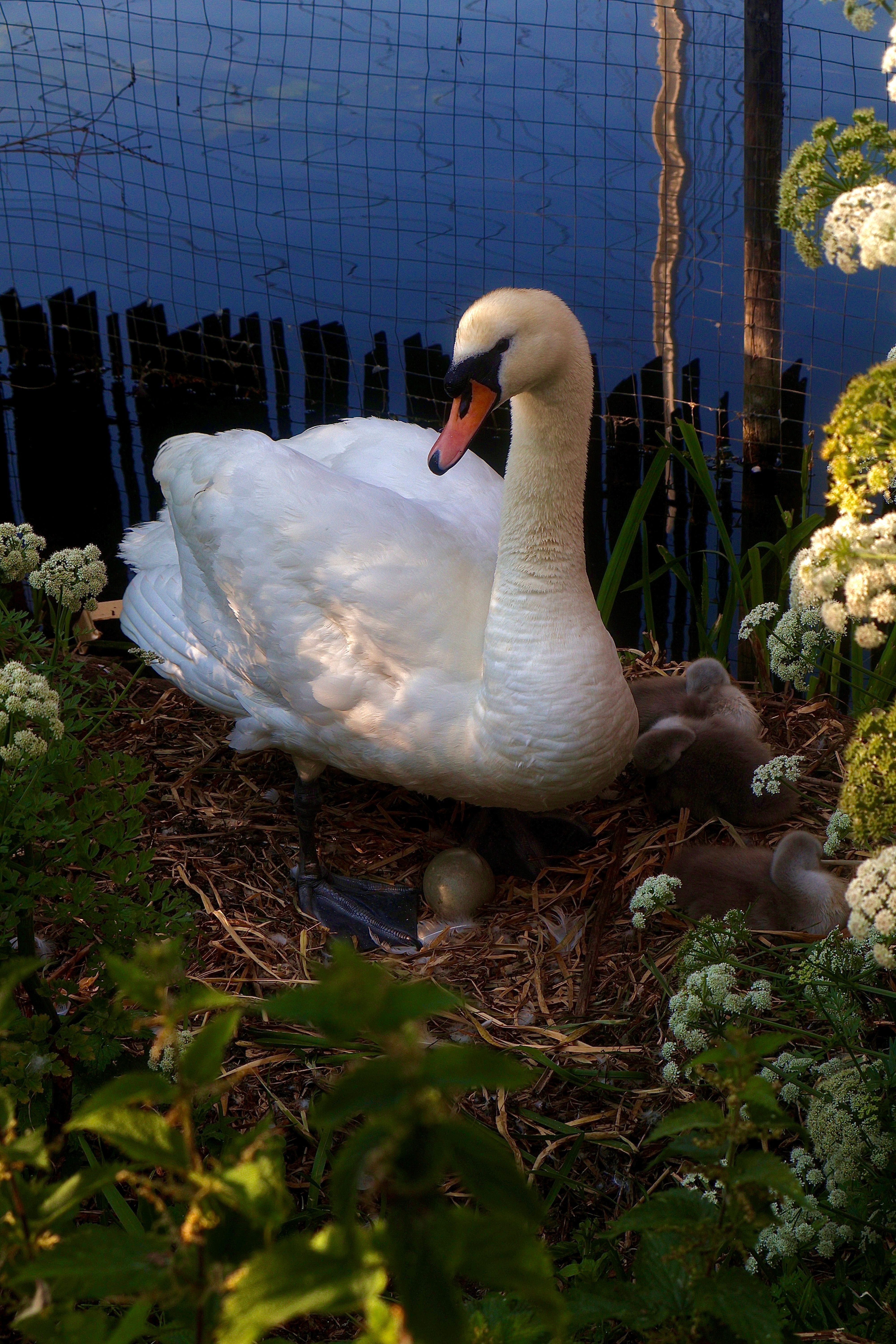 Swan with Egg in Garden · Free Stock Photo