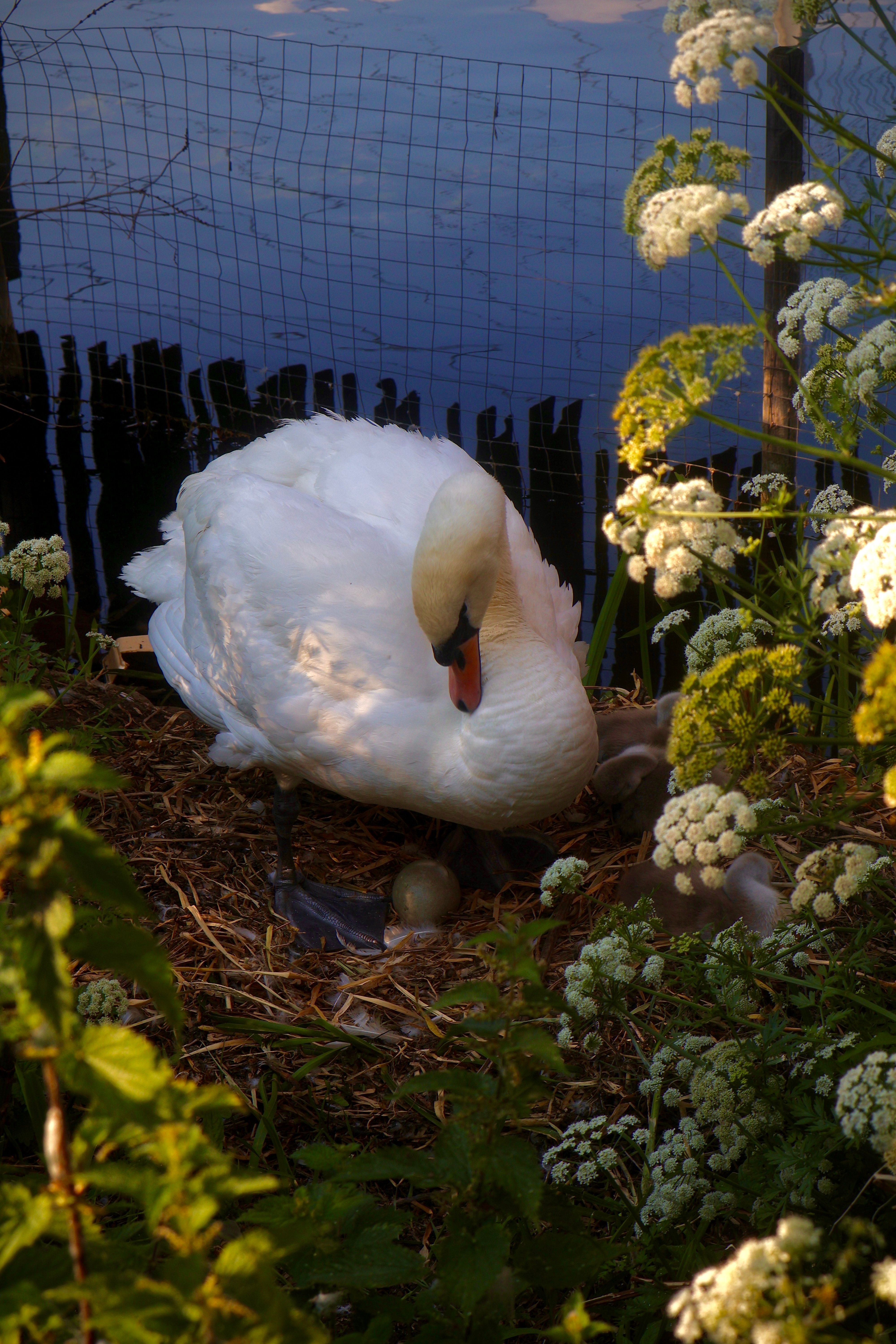 Swan with Egg · Free Stock Photo