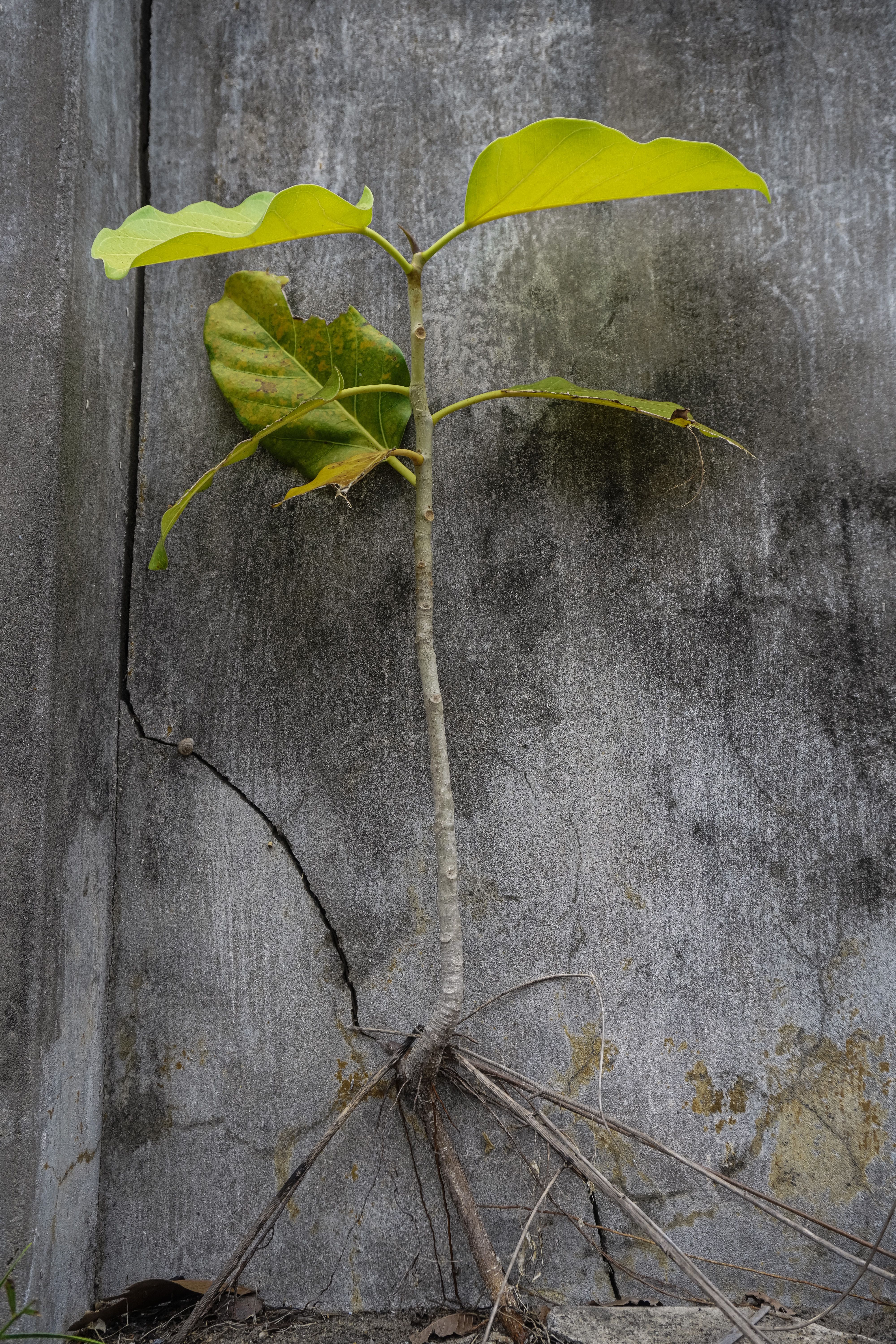 Close-up Photo Of Green Leafy Plant · Free Stock Photo