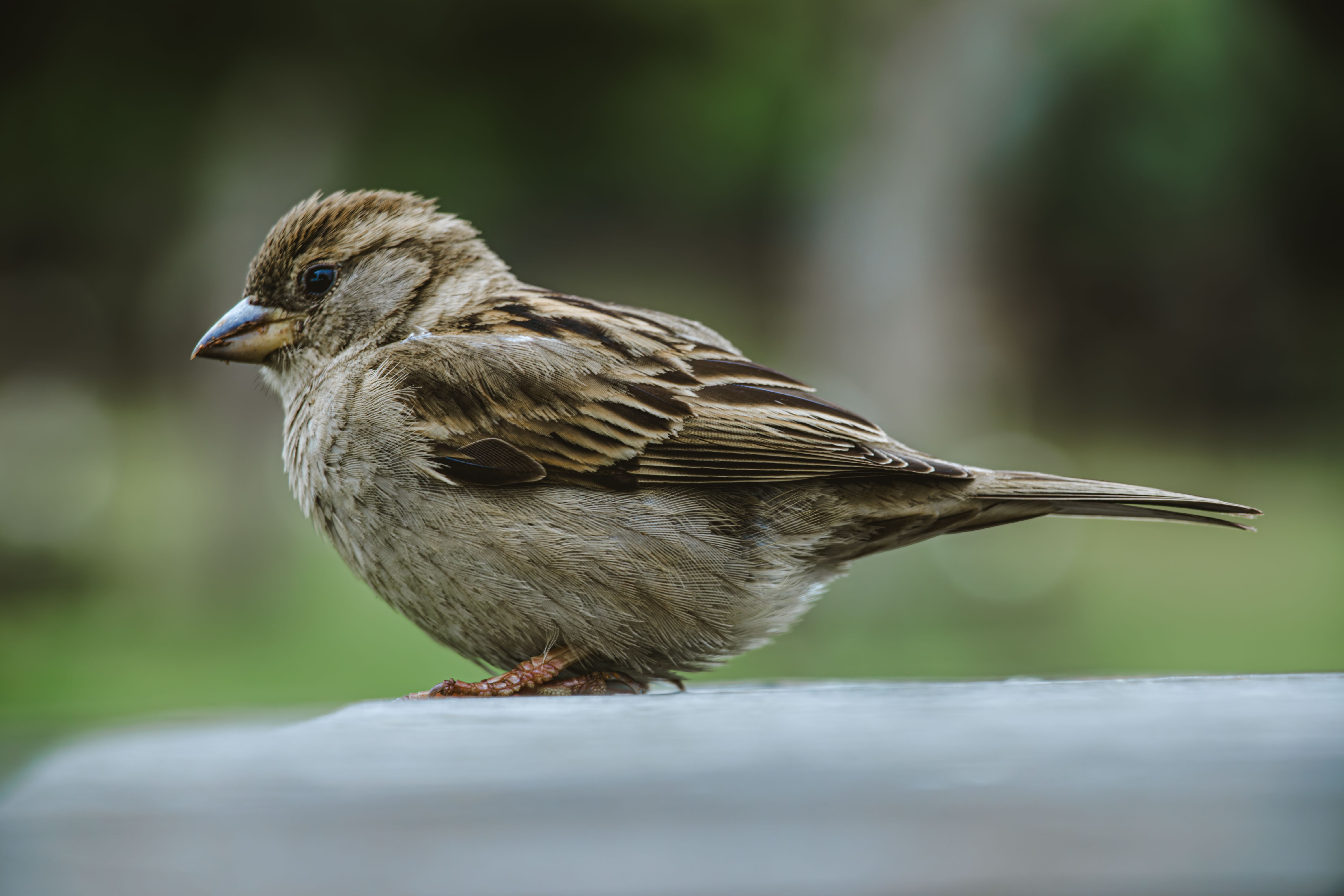 Small Sparrow Bird · Free Stock Photo