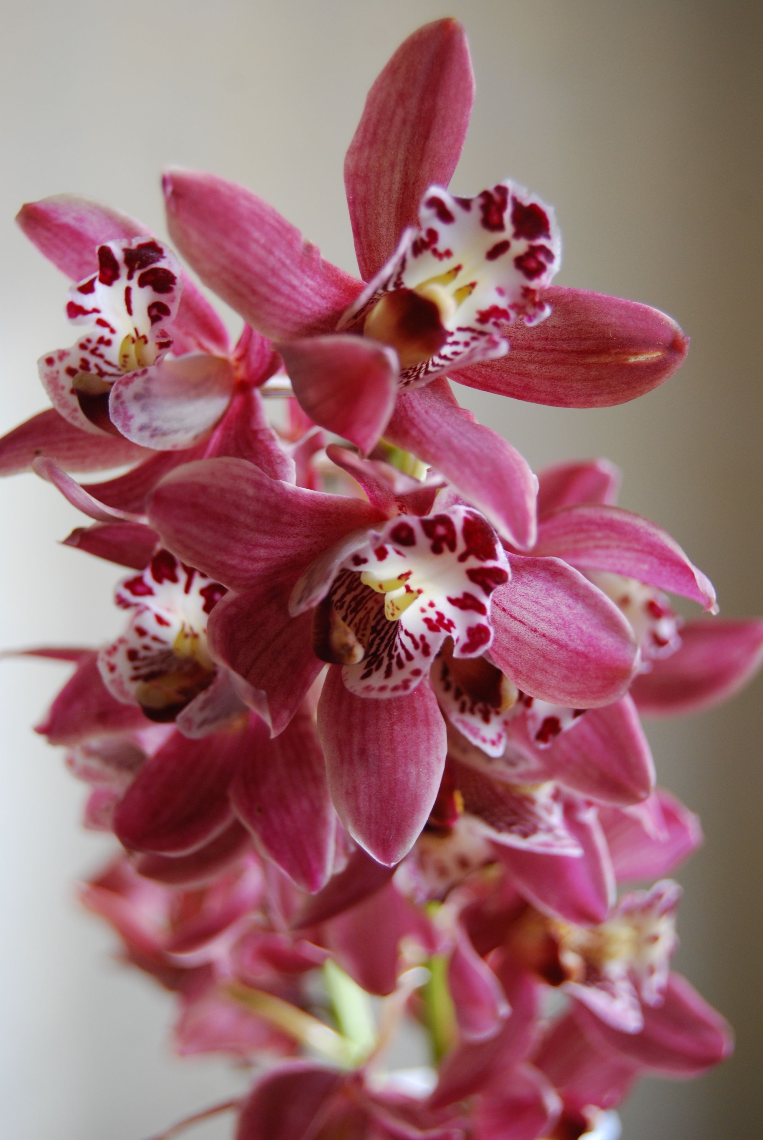 Nepali Flower Photos, Download The BEST Free Nepali Flower Stock Photos ...
