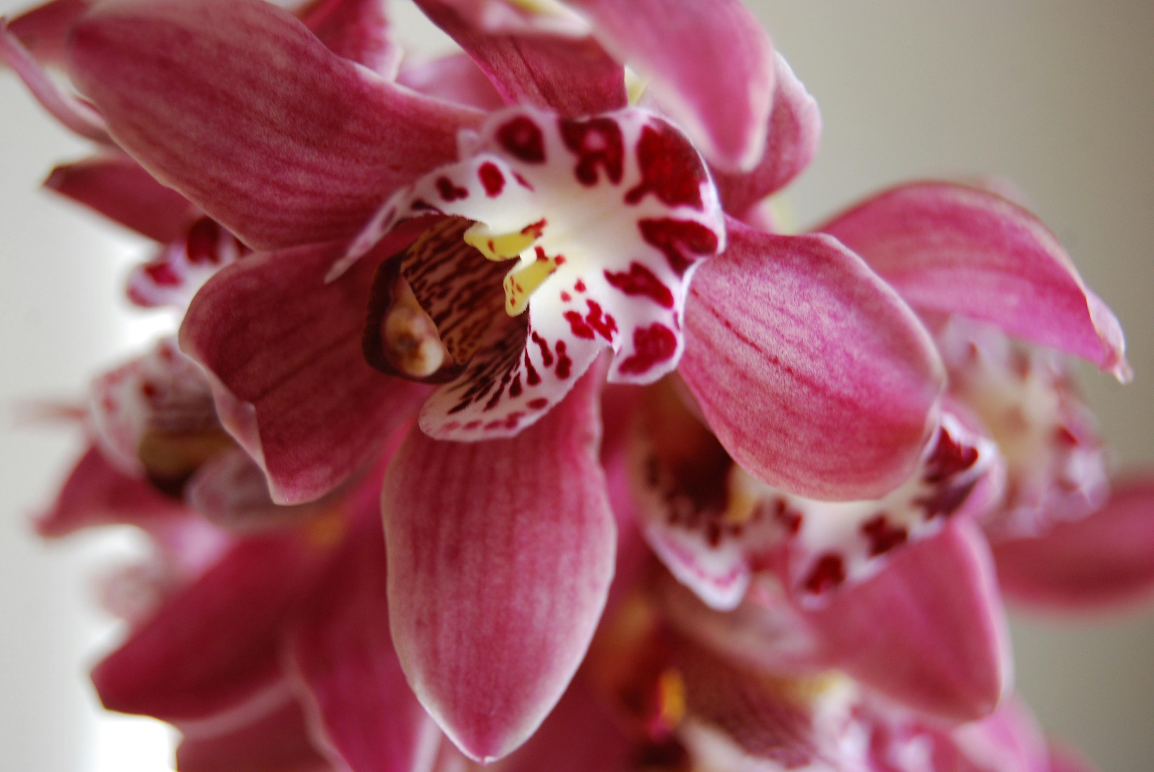 Nepali Flower Photos, Download The BEST Free Nepali Flower Stock Photos ...