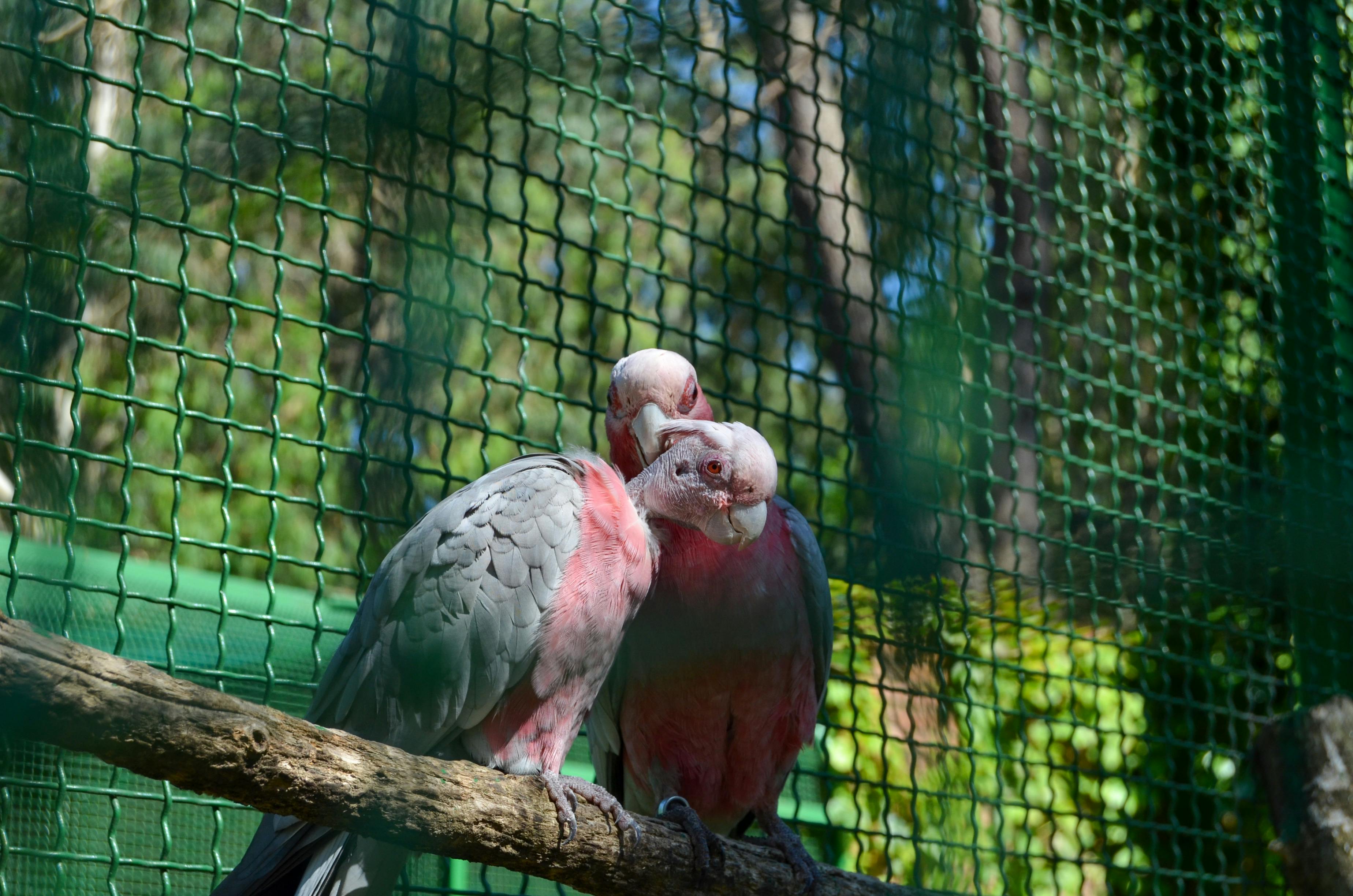 Birds in Captivity · Free Stock Photo