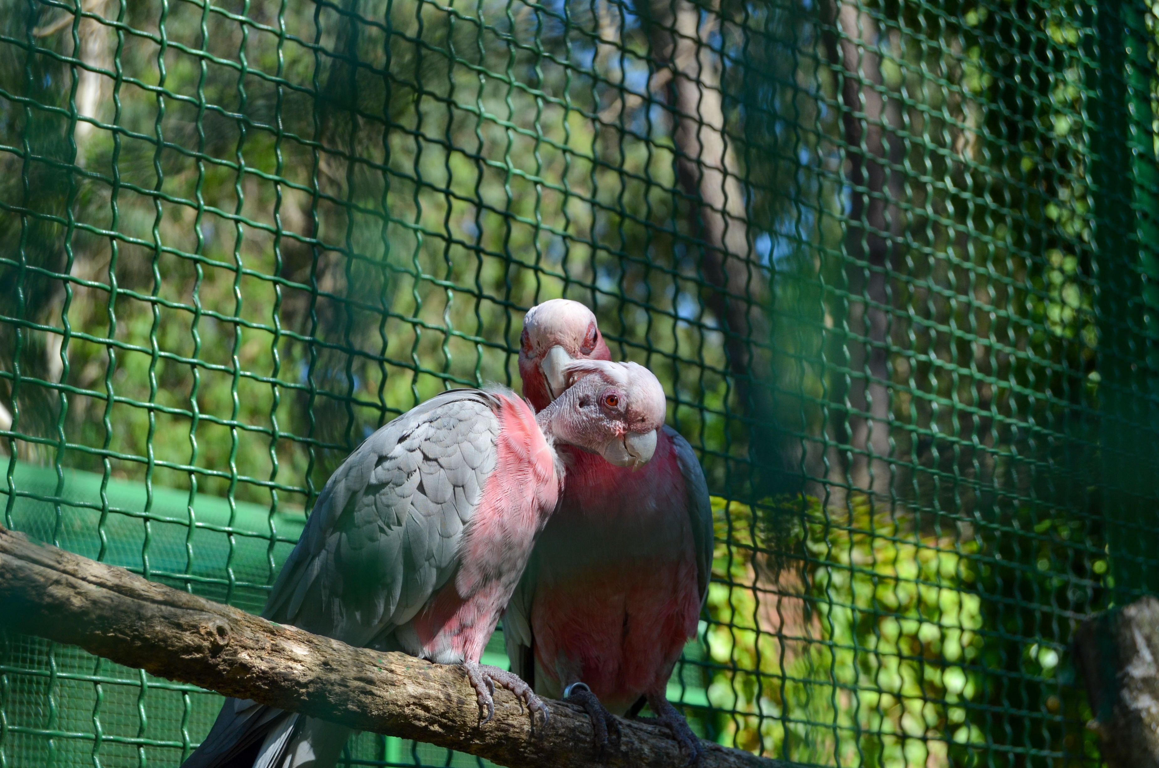 Video Of Caged Birds Being Freed Photos, Download The BEST Free Video ...