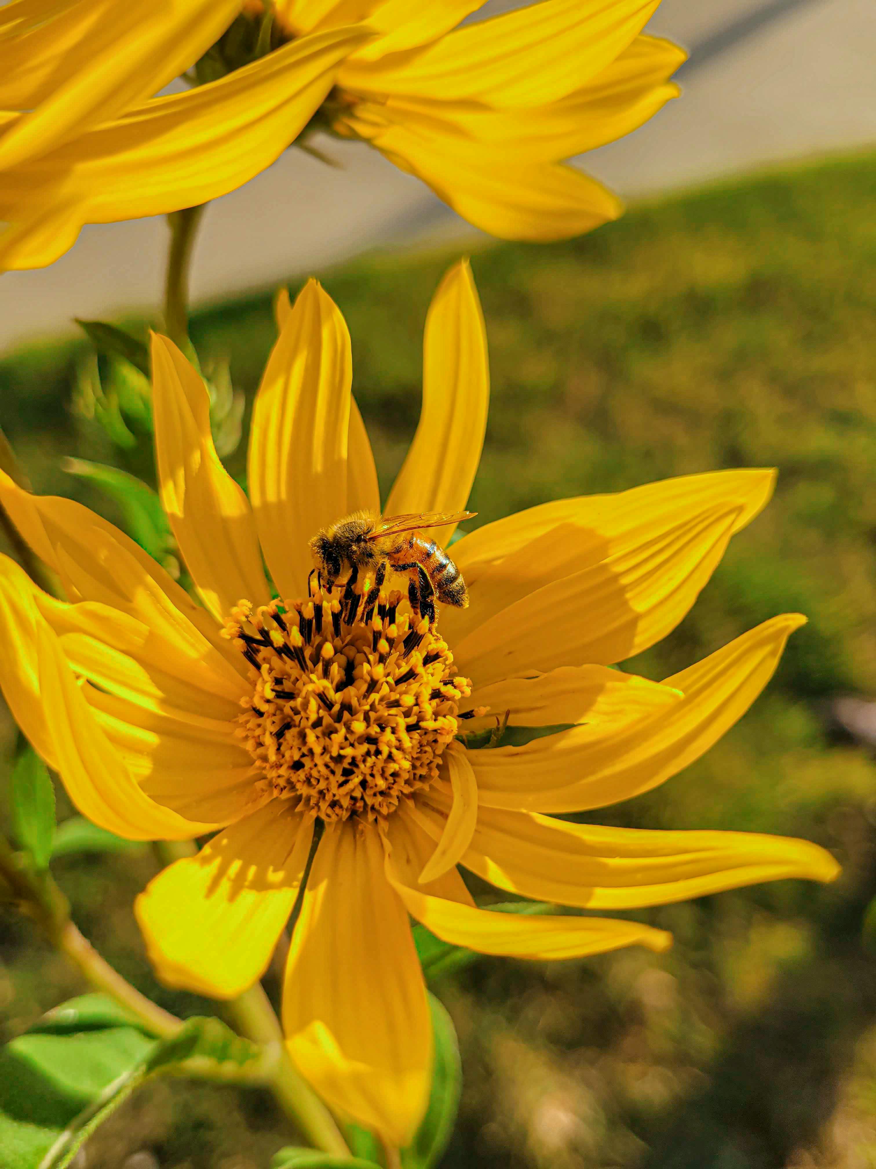 Yellow Petaled Flower With Black Yellow Bee during Daytime Focus ...