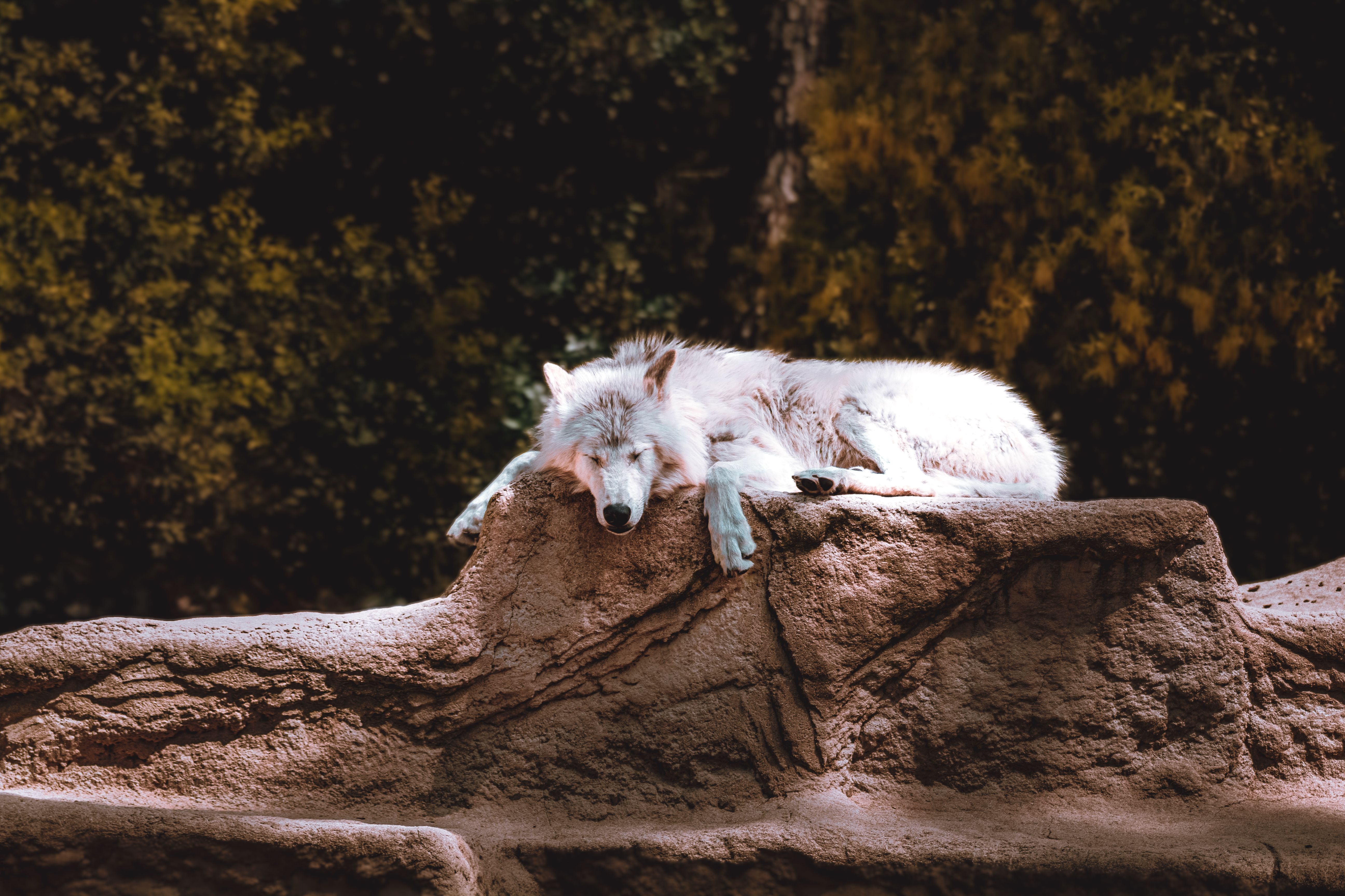 White Wolf Sleeping on a Rock · Free Stock Photo