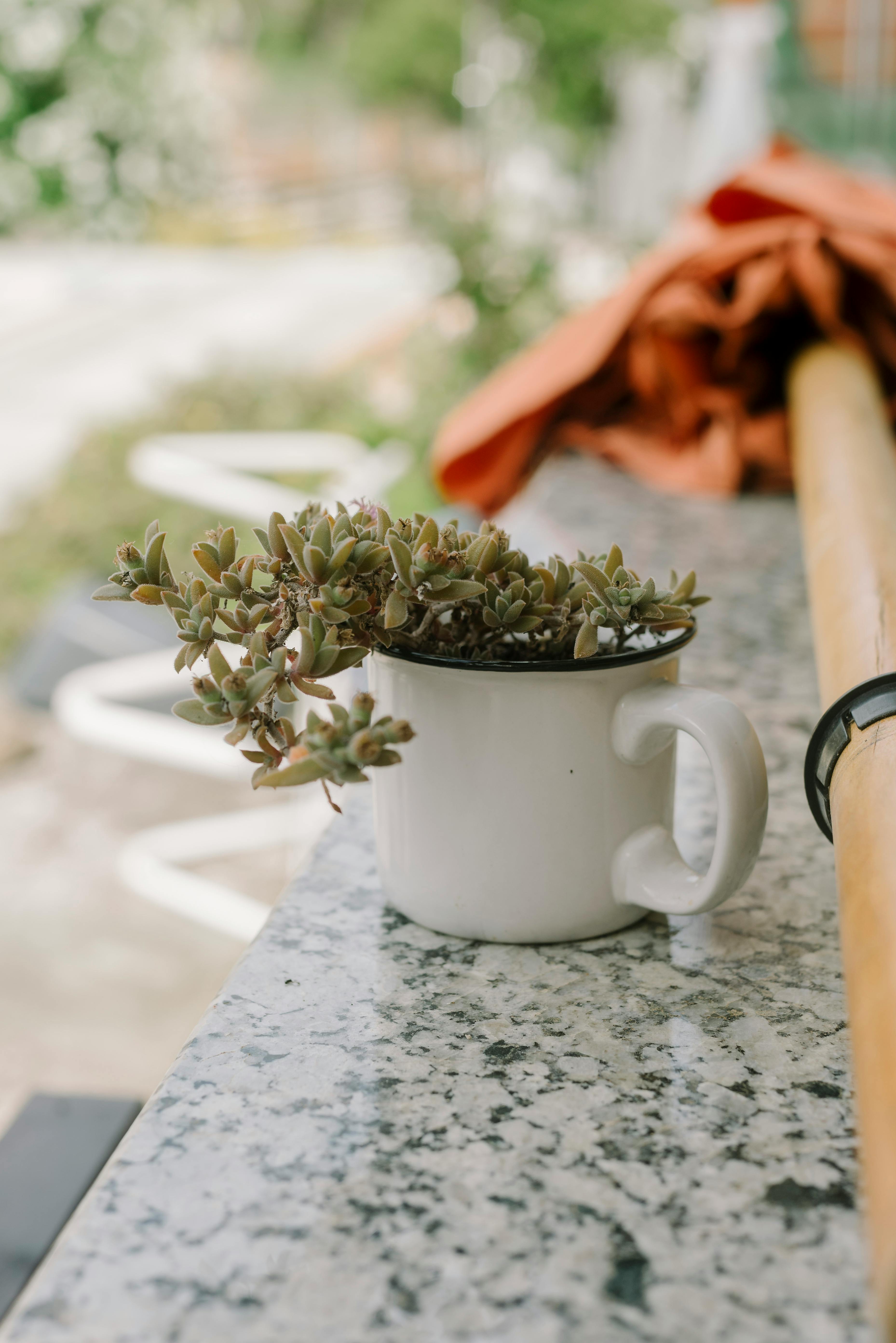 Plant Growing in Mug · Free Stock Photo