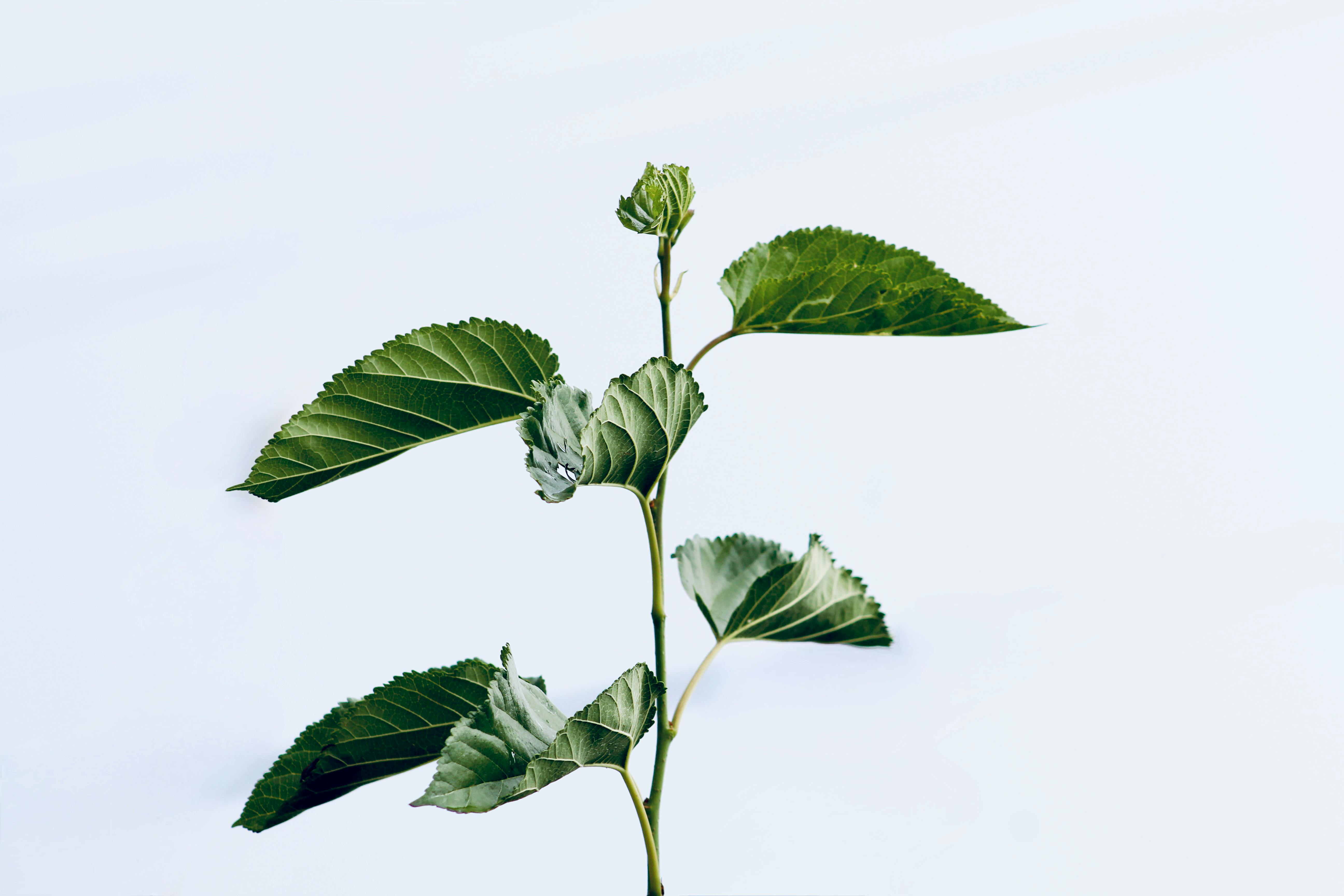 Lonely Green Plant · Free Stock Photo