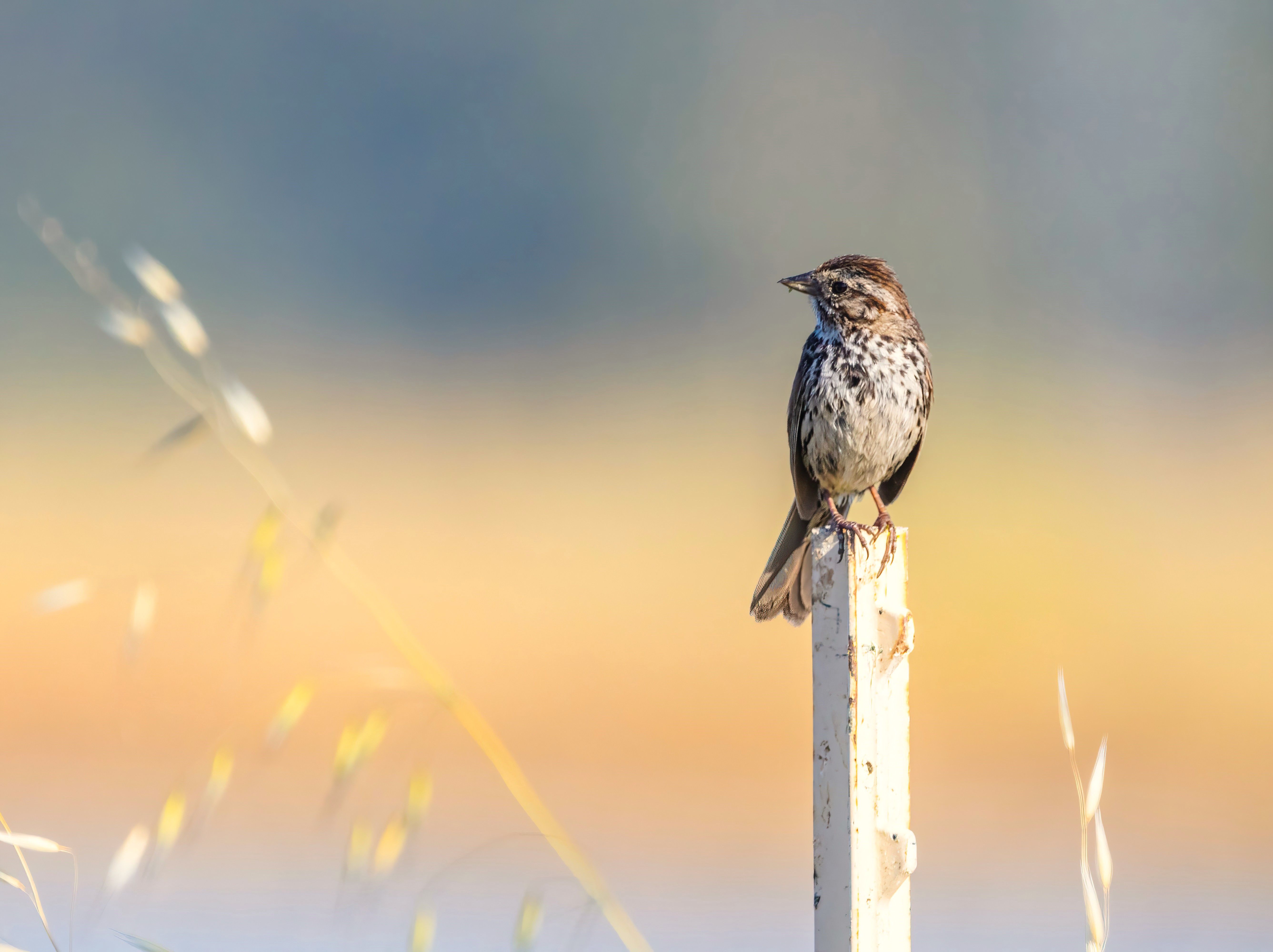 Close-up of a Song Sparrow · Free Stock Photo