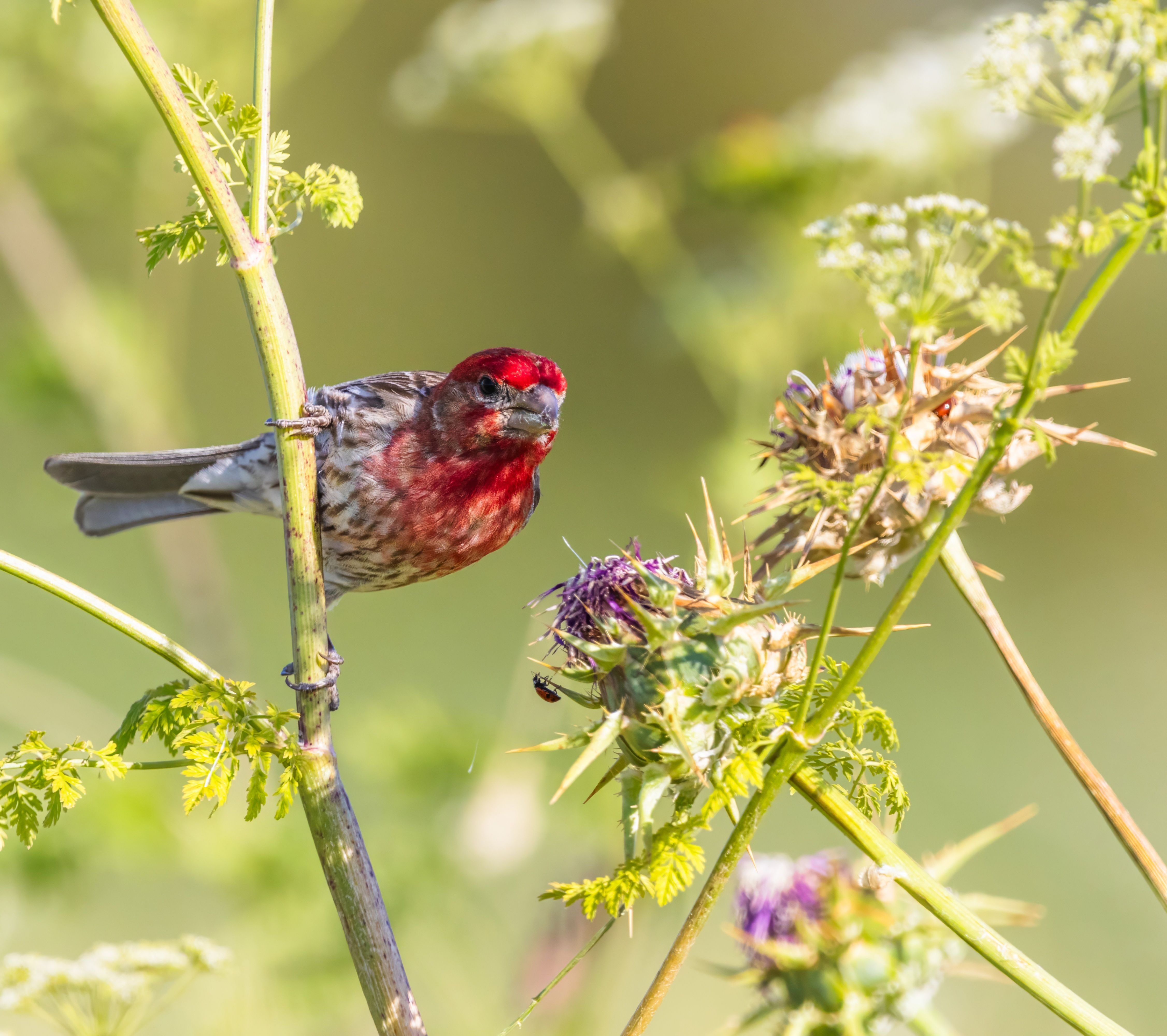 Purple Finch Photos, Download The BEST Free Purple Finch Stock Photos ...
