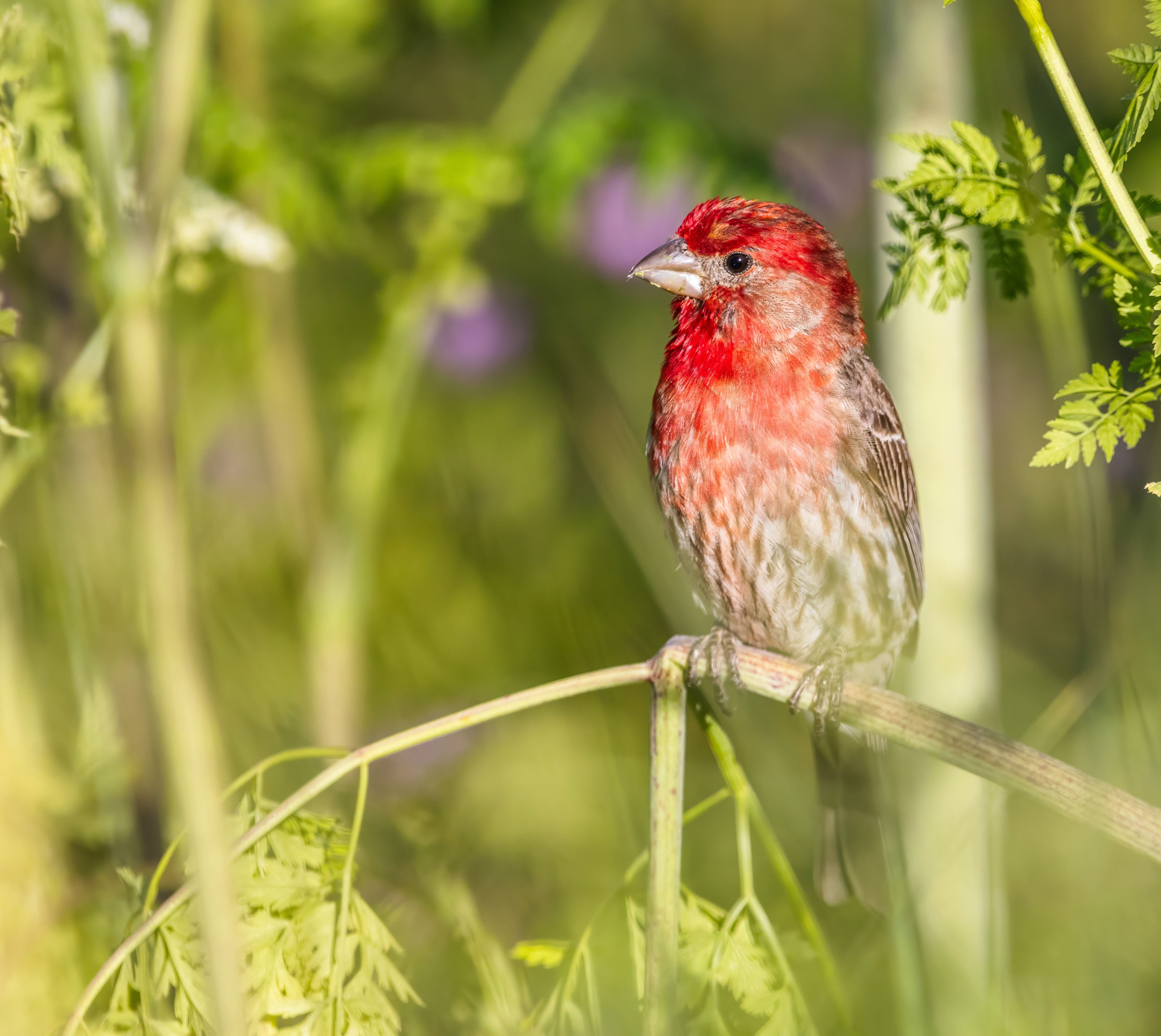 Purple Finch in Nature · Free Stock Photo