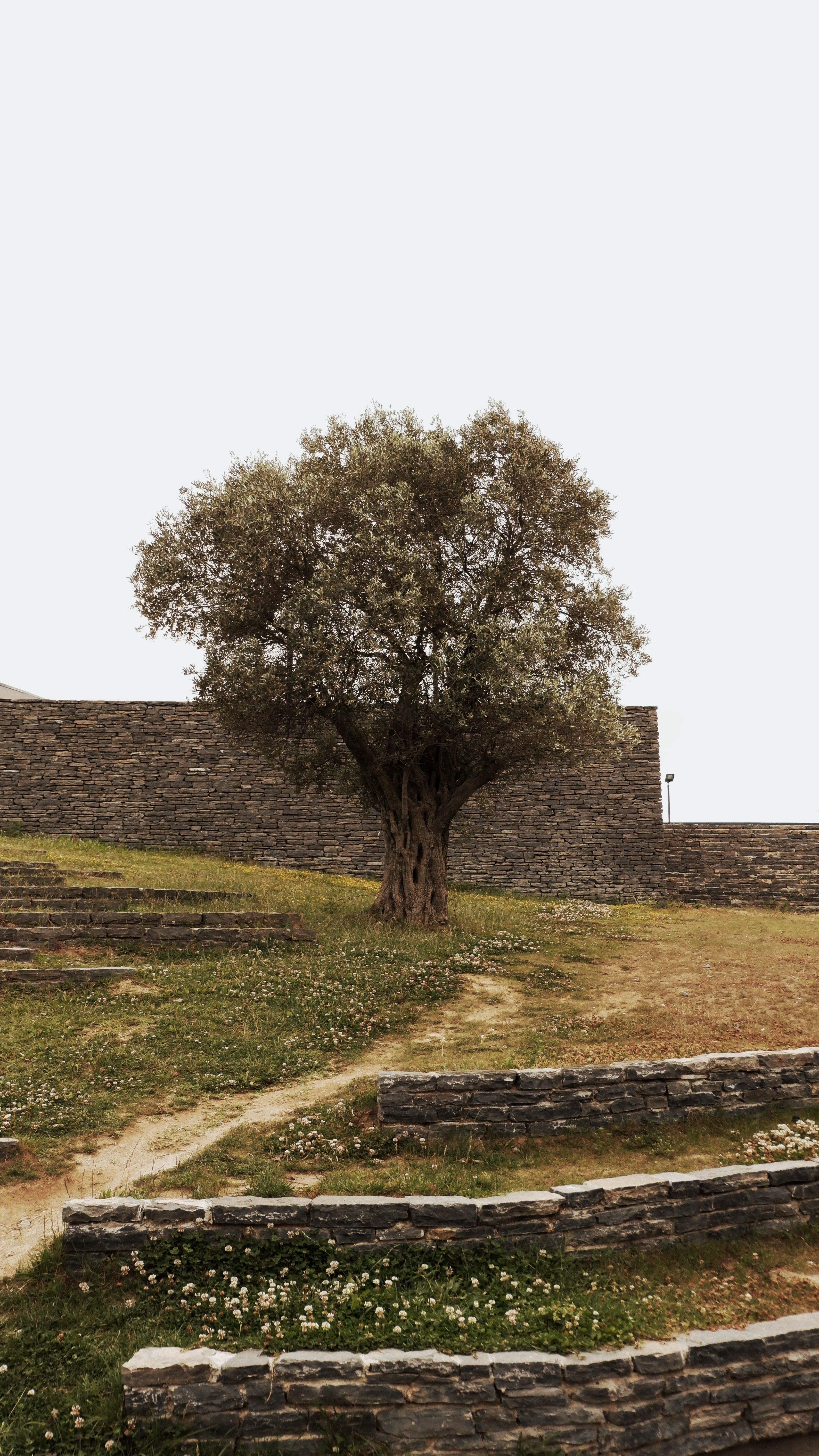 Single Tree among Stone Walls in Ruins · Free Stock Photo