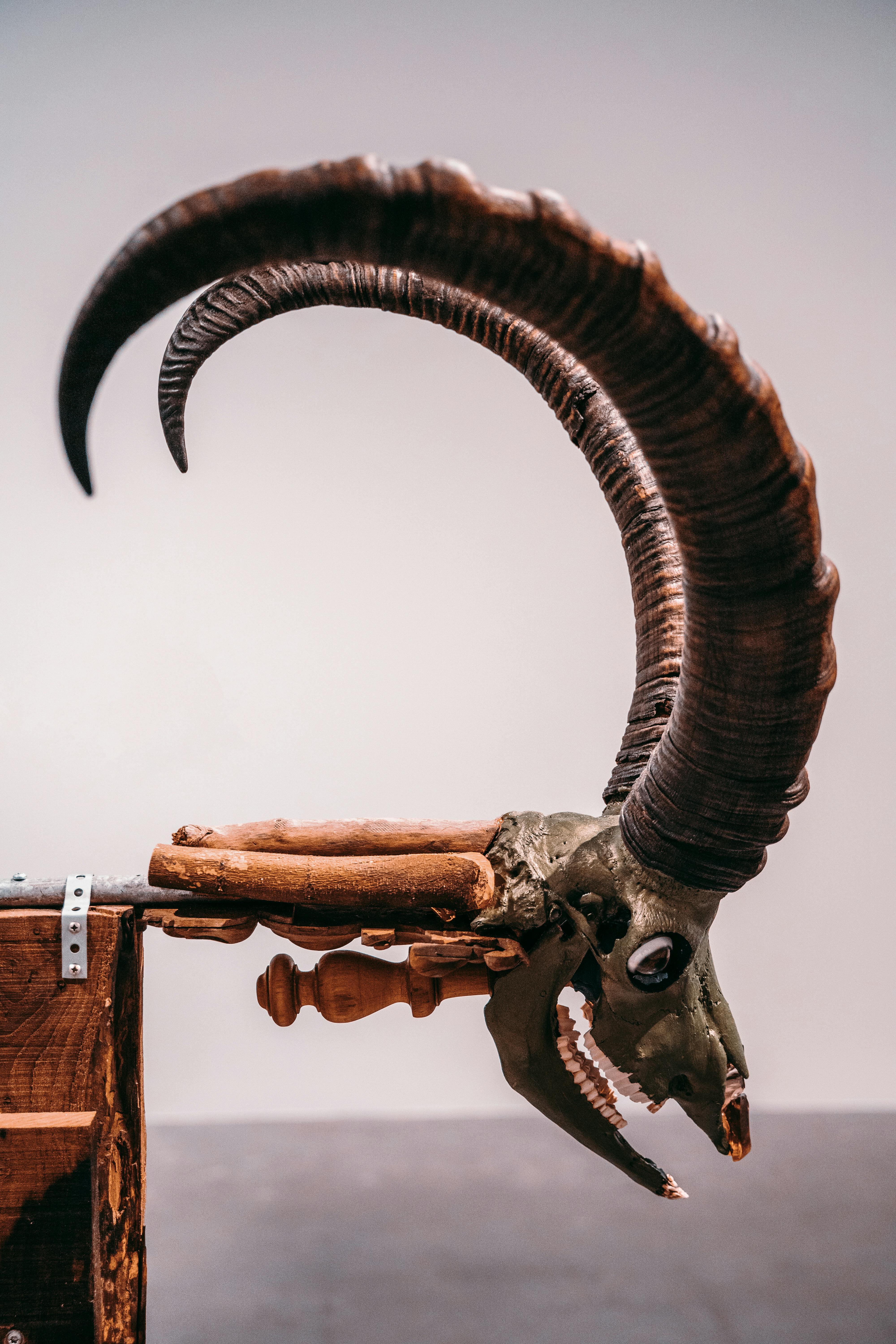 Ram Anatomy Photos, Download The BEST Free Ram Anatomy Stock Photos ...