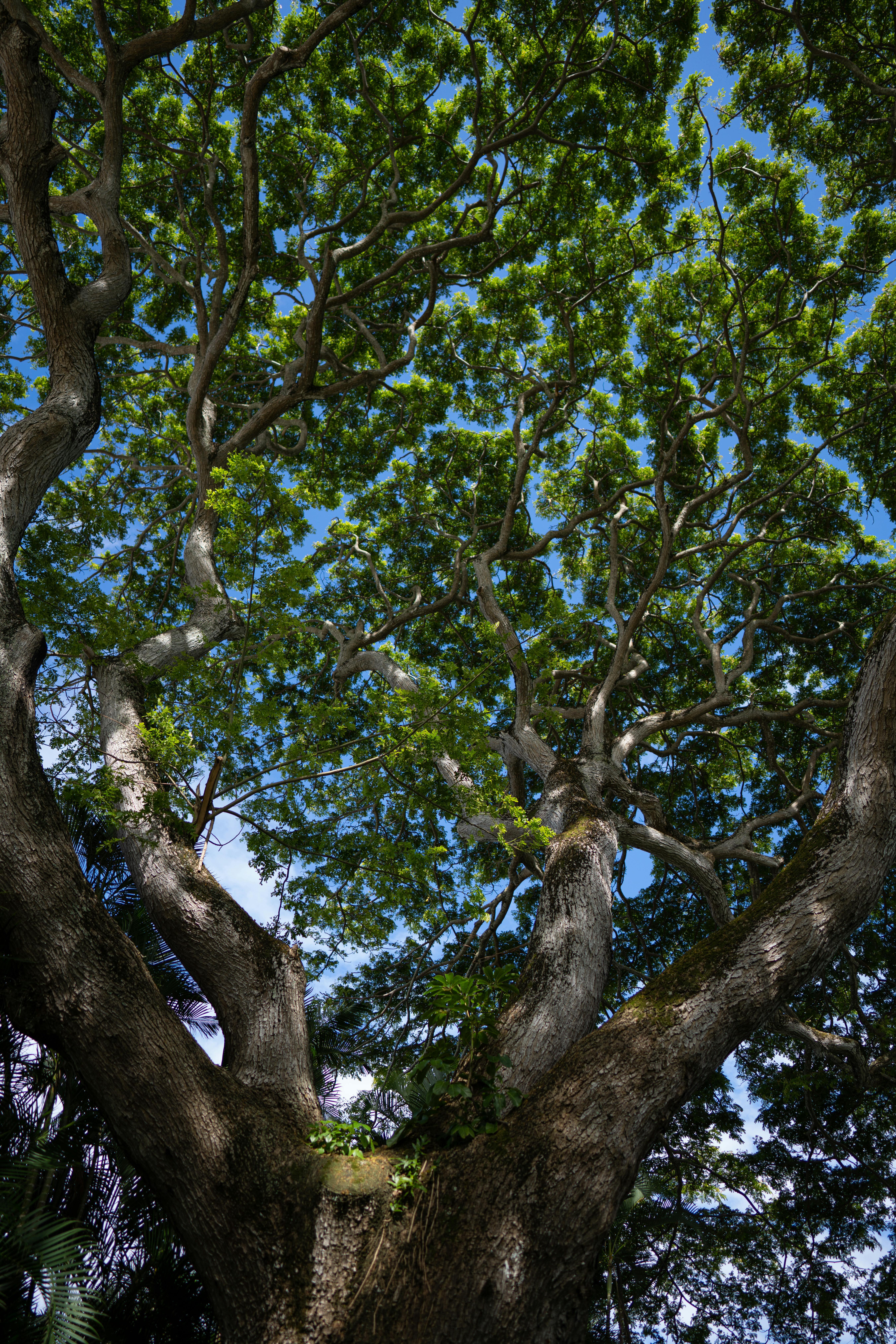 Low Angle Photo of Green Tree Under White Clouds · Free Stock Photo