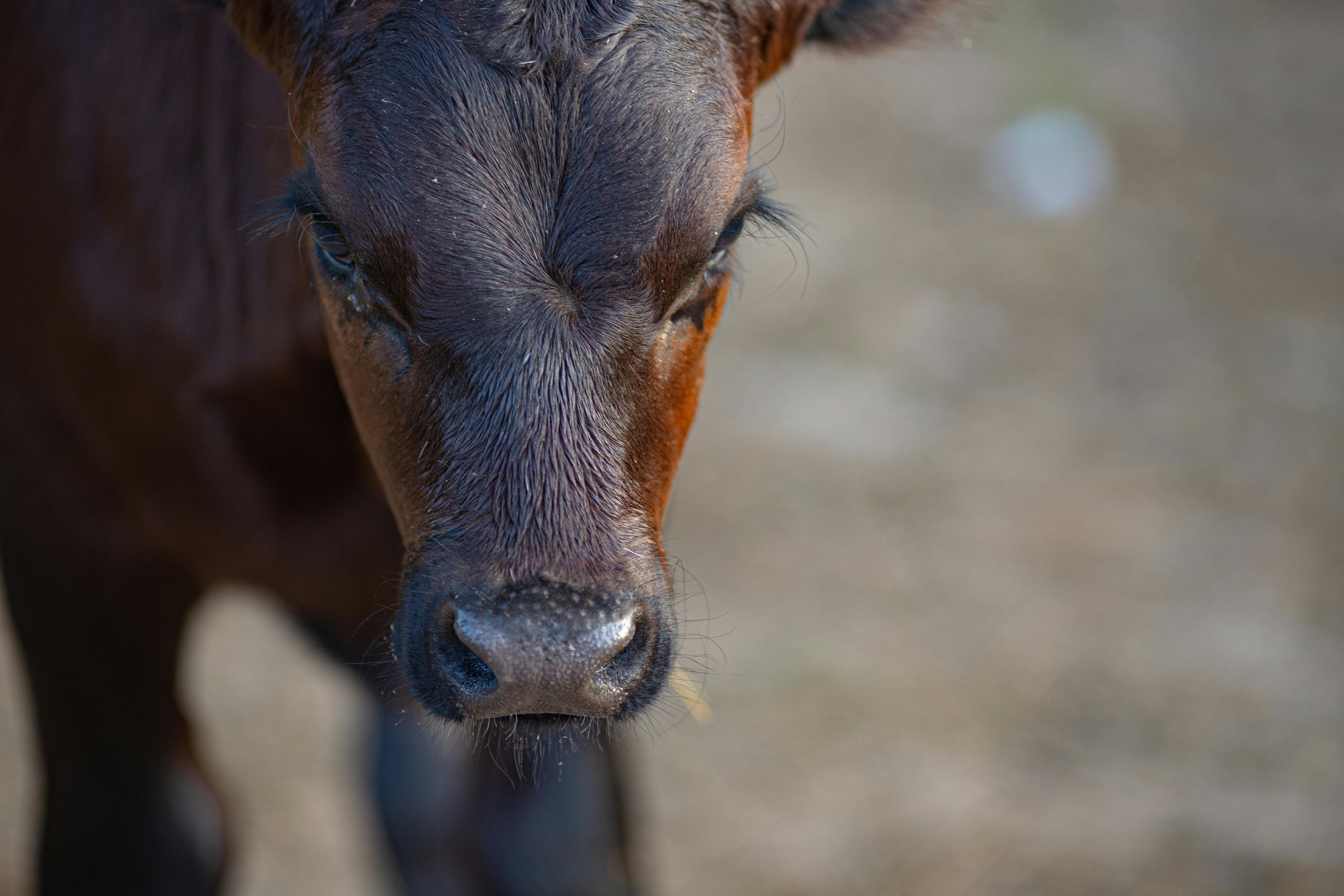 Little Calf Sniffing Cow · Free Stock Photo