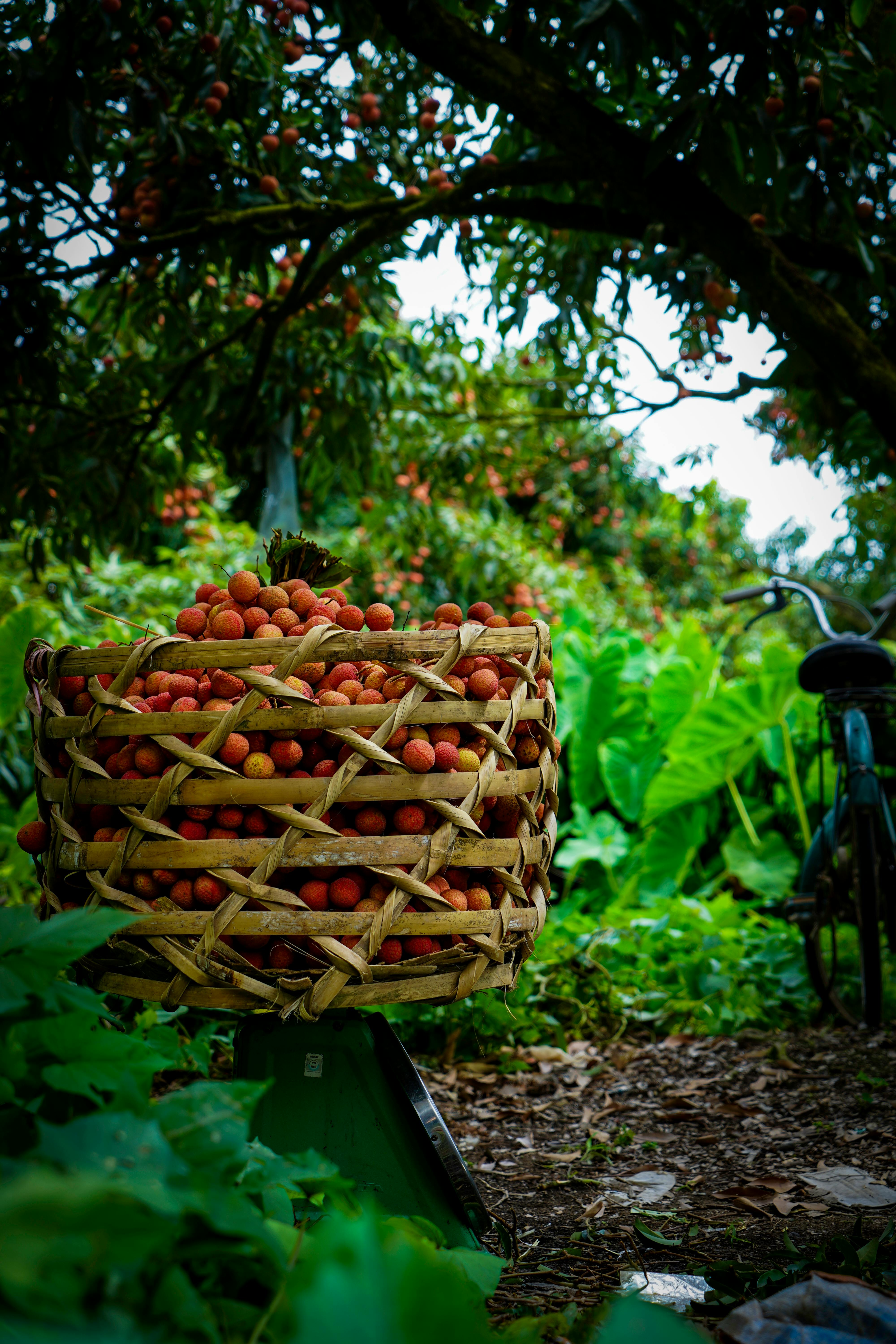 Fruit Tree · Free Stock Photo