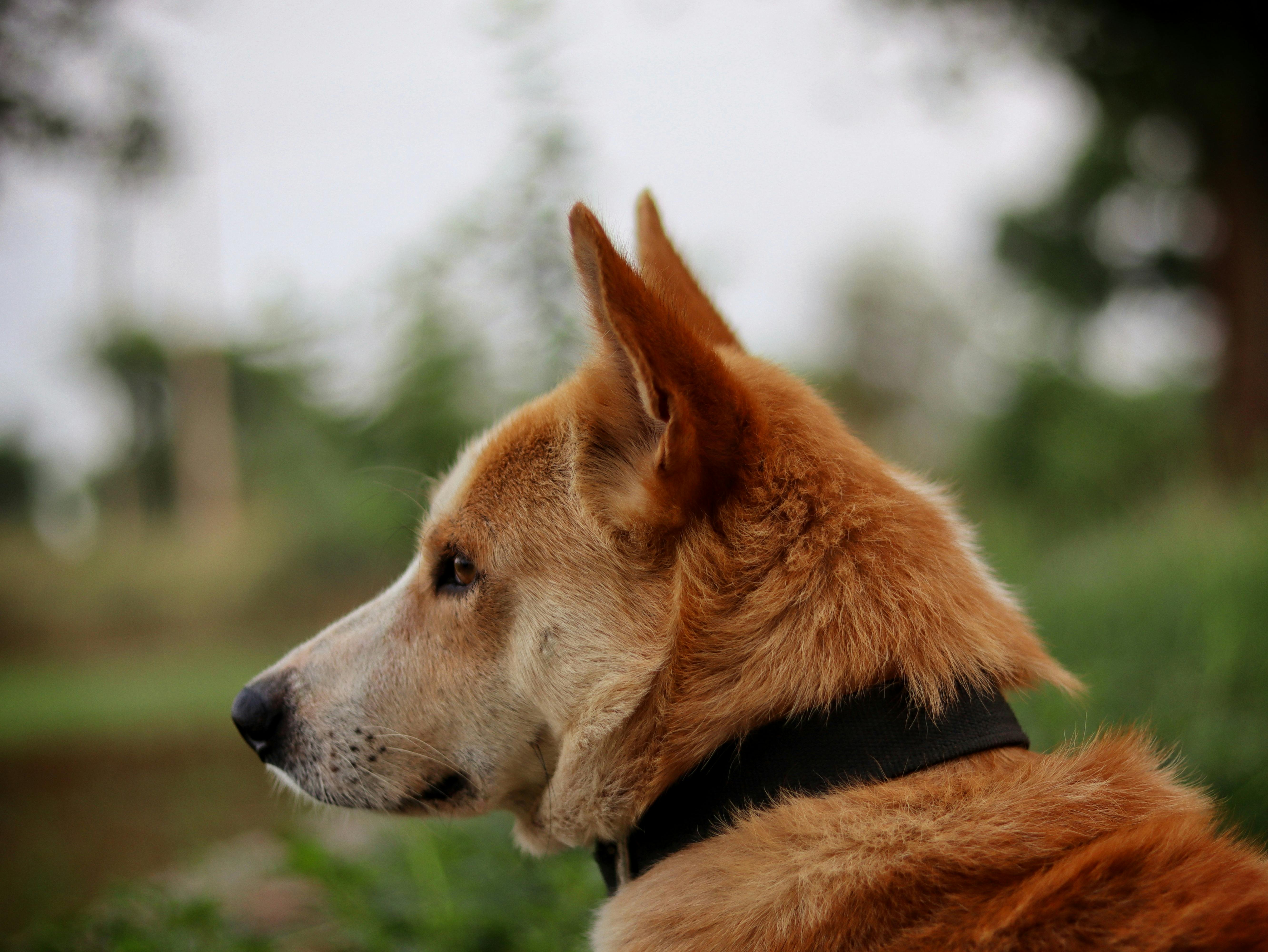 Back View of Dog Head · Free Stock Photo