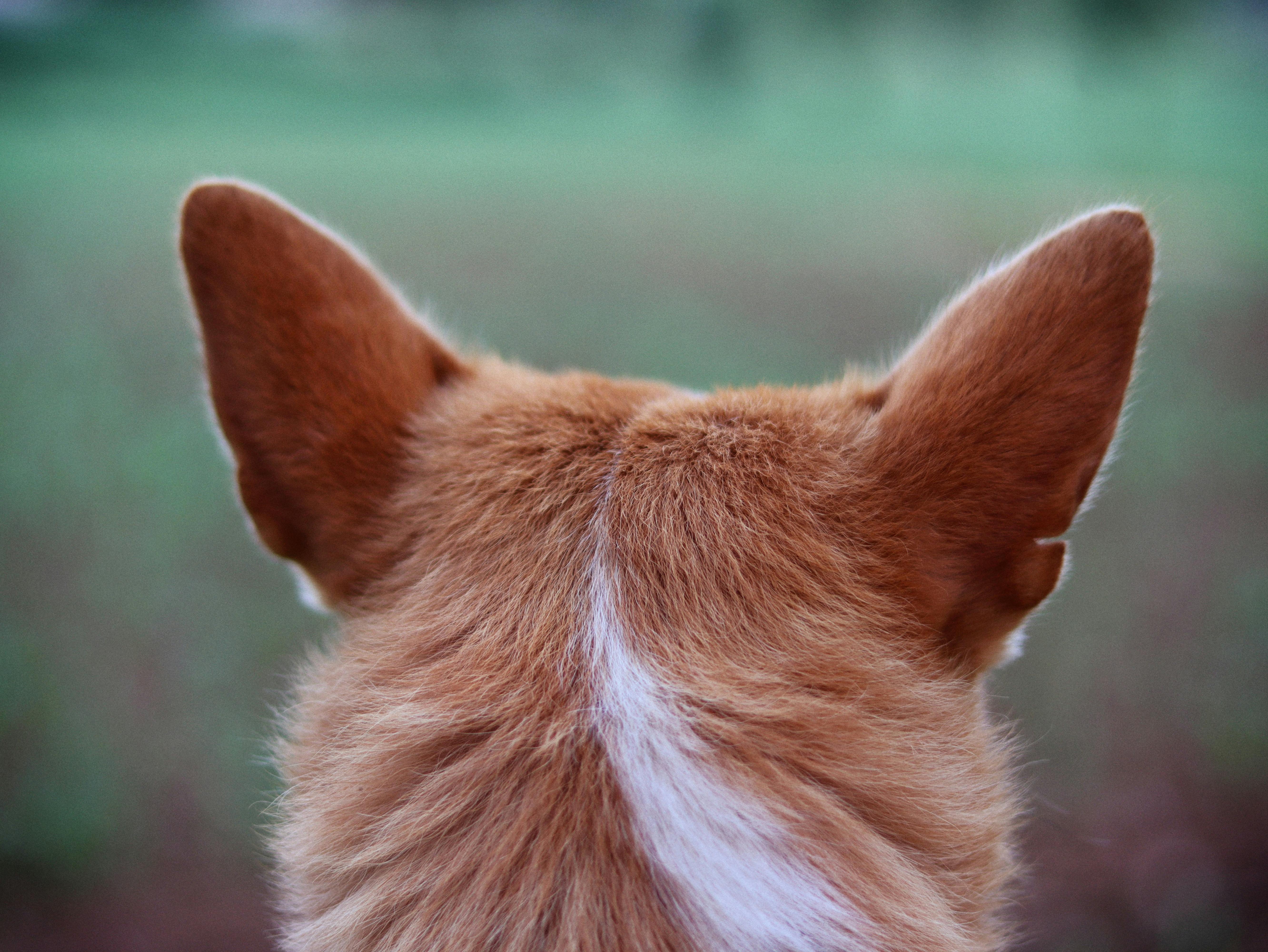 Back View of Dog Head · Free Stock Photo