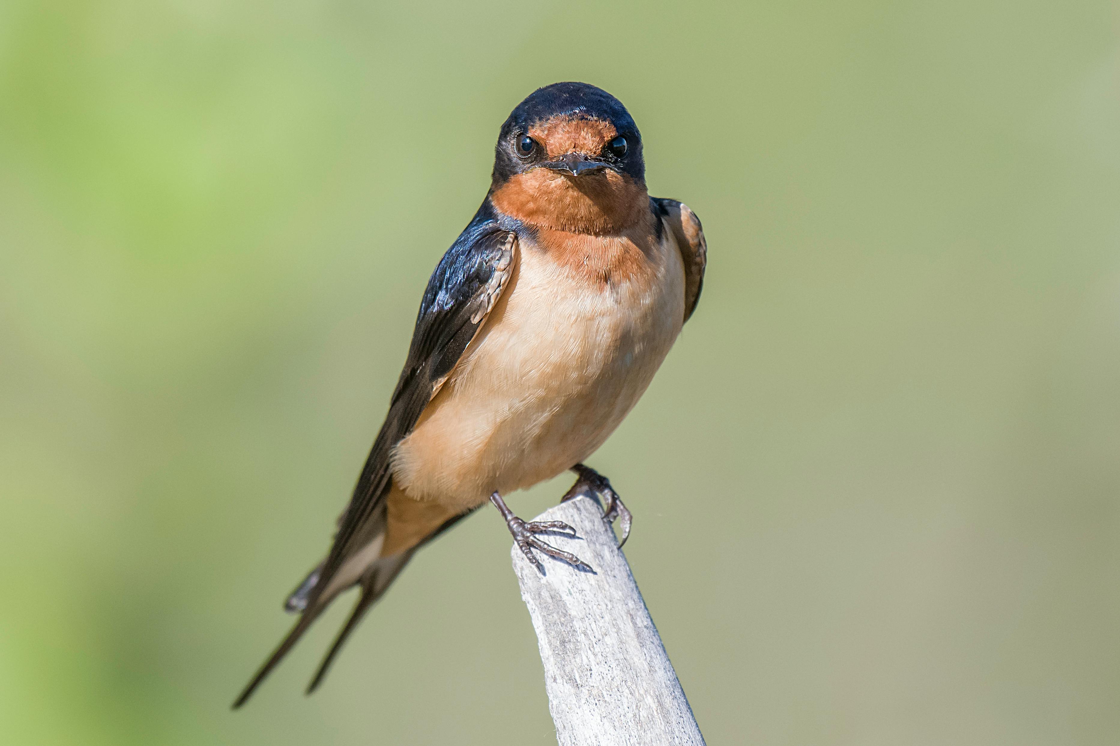 Swallow Bird Cave Photos, Download The BEST Free Swallow Bird Cave ...