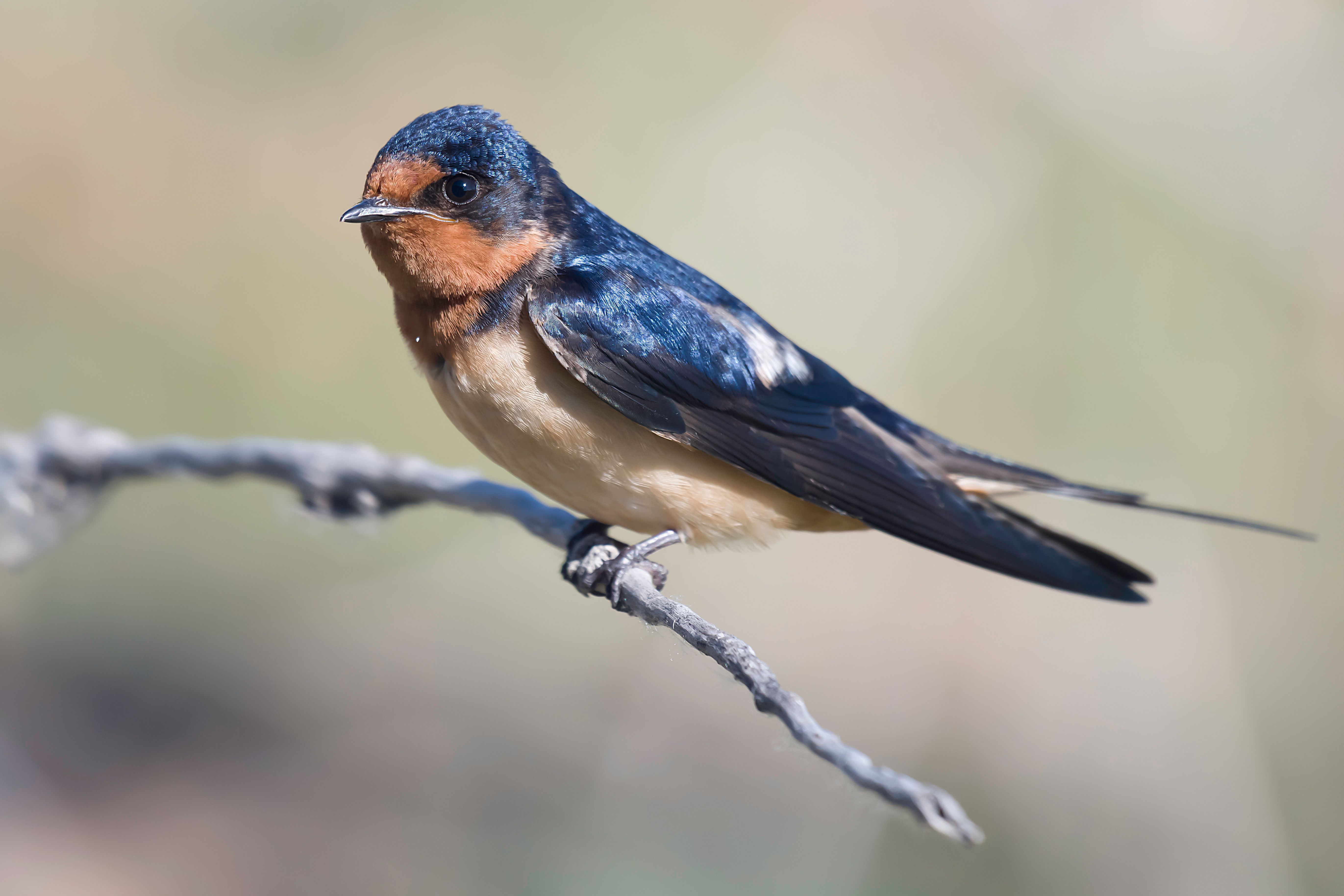 Close-up of a Bird Perching on a Branch · Free Stock Photo