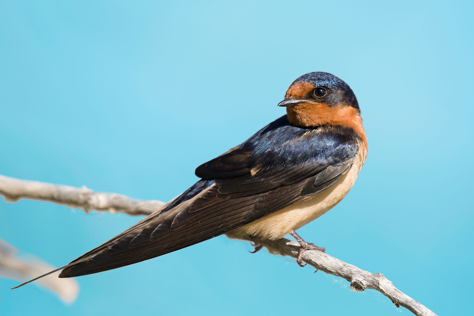 Swallow Bird Photos, Download The BEST Free Swallow Bird Stock Photos ...