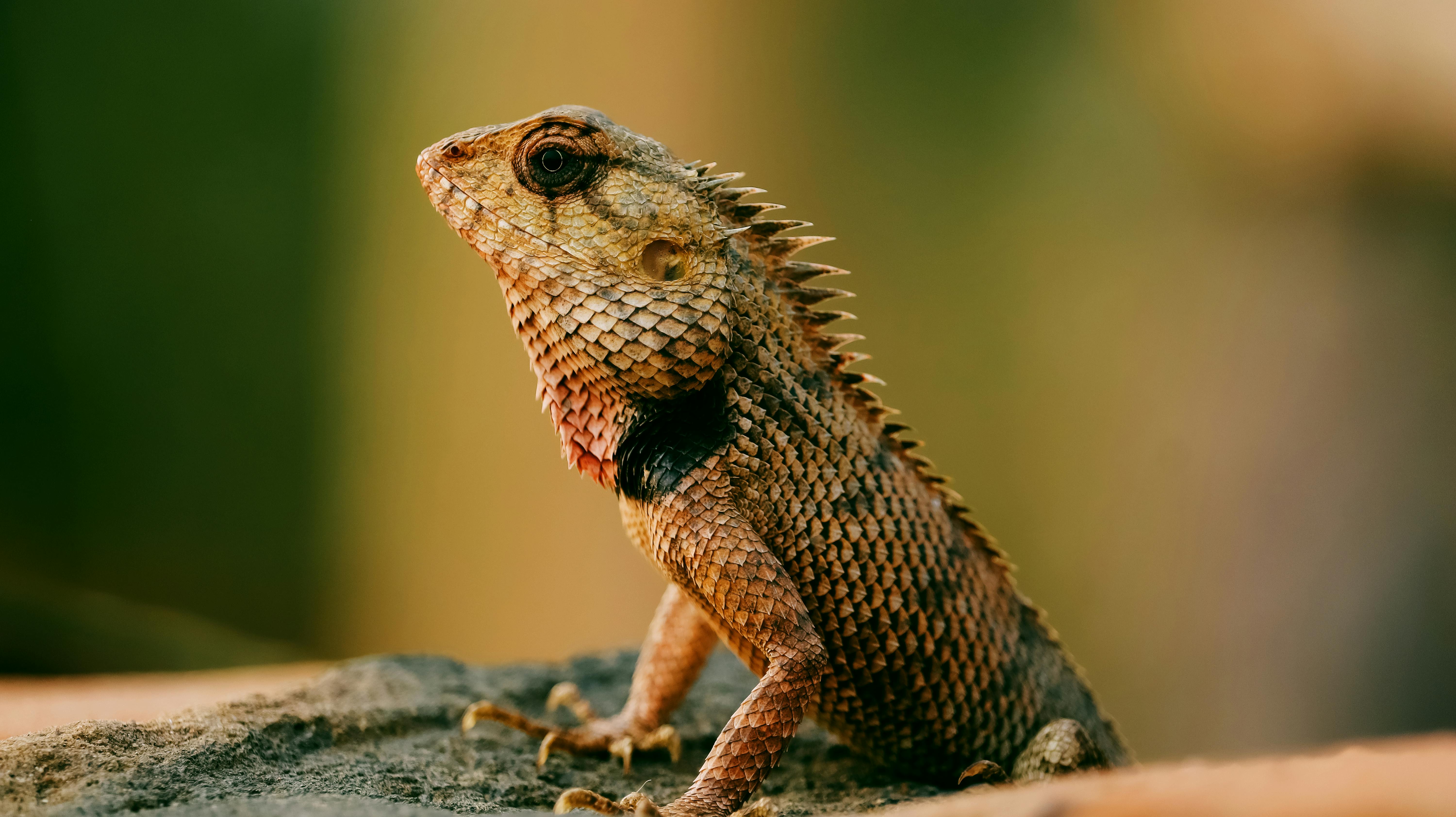 Oriental Garden Lizard · Free Stock Photo