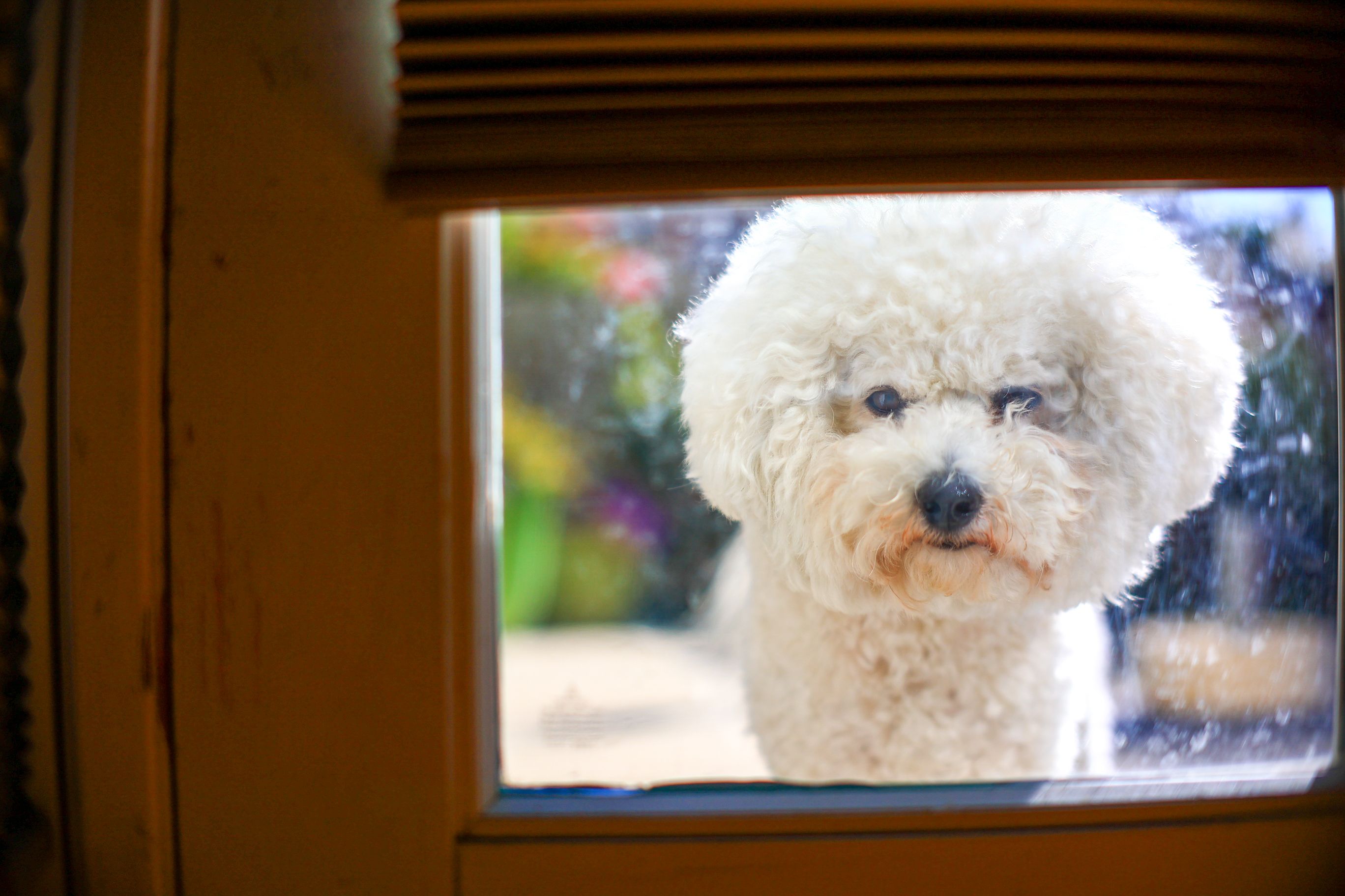 A Dog Behind a Window · Free Stock Photo