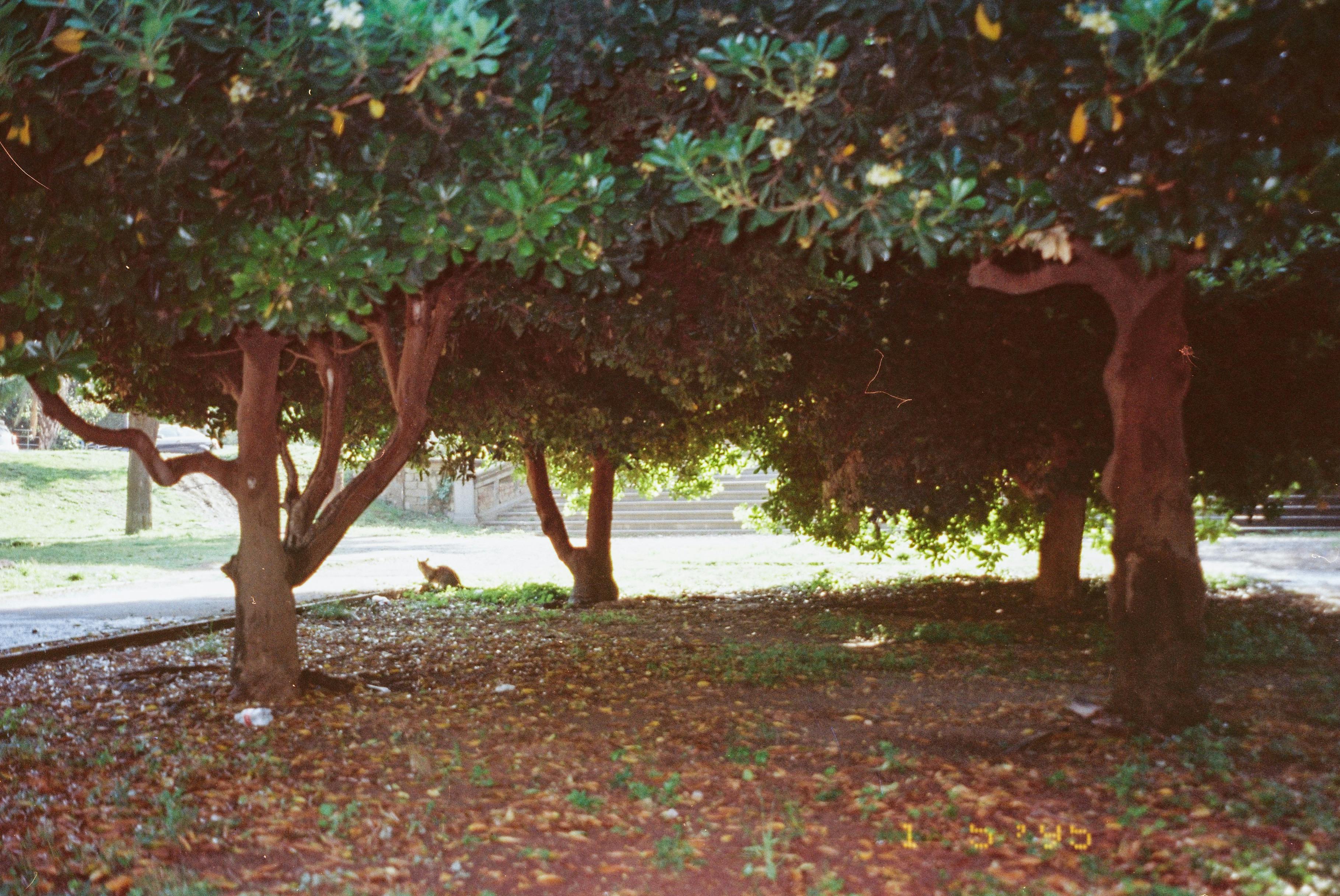 Steps in a Garden at Sunset · Free Stock Photo