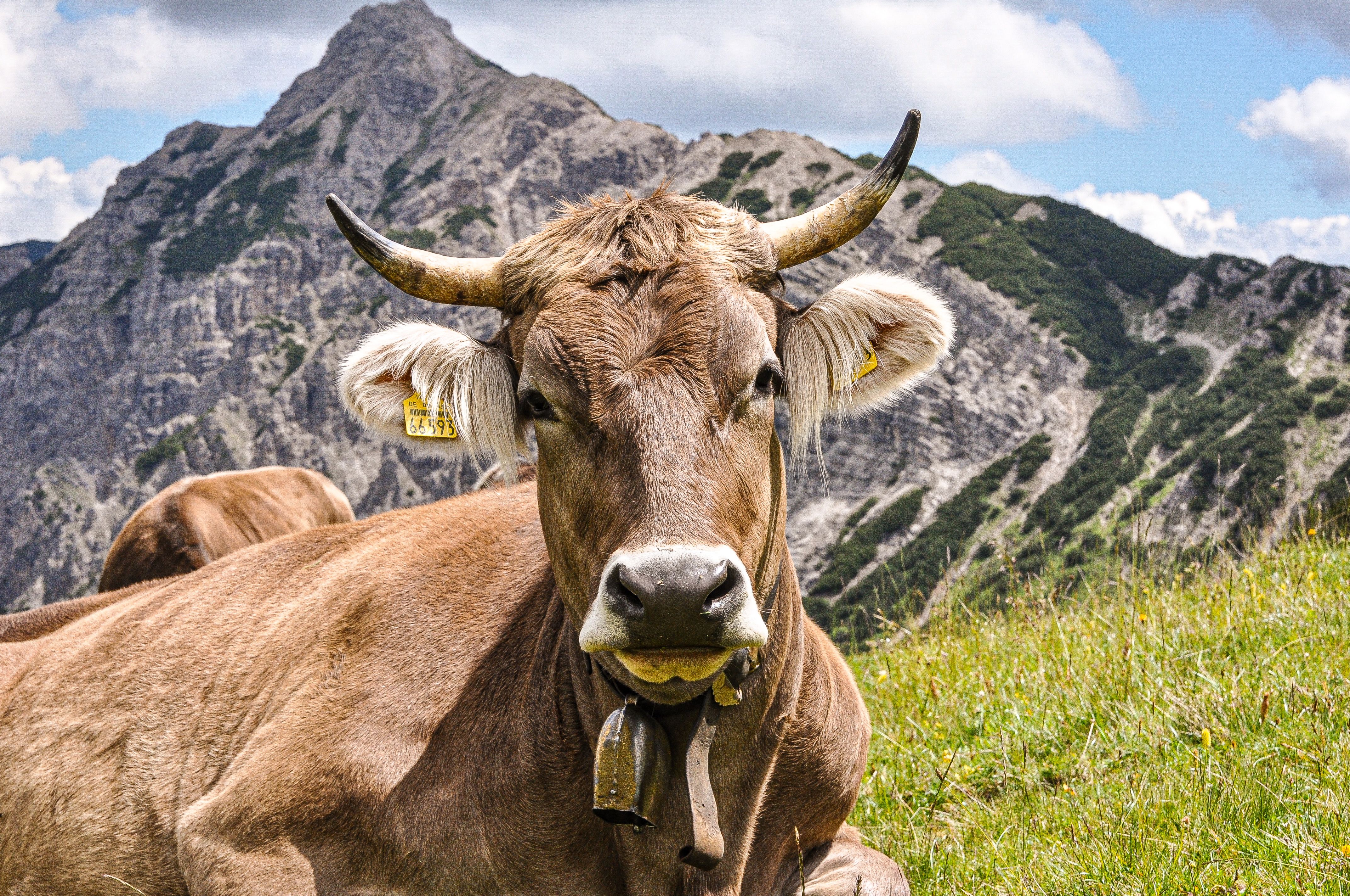 Foto de stock gratuita sobre @al aire libre, agricultura, al aire libre ...