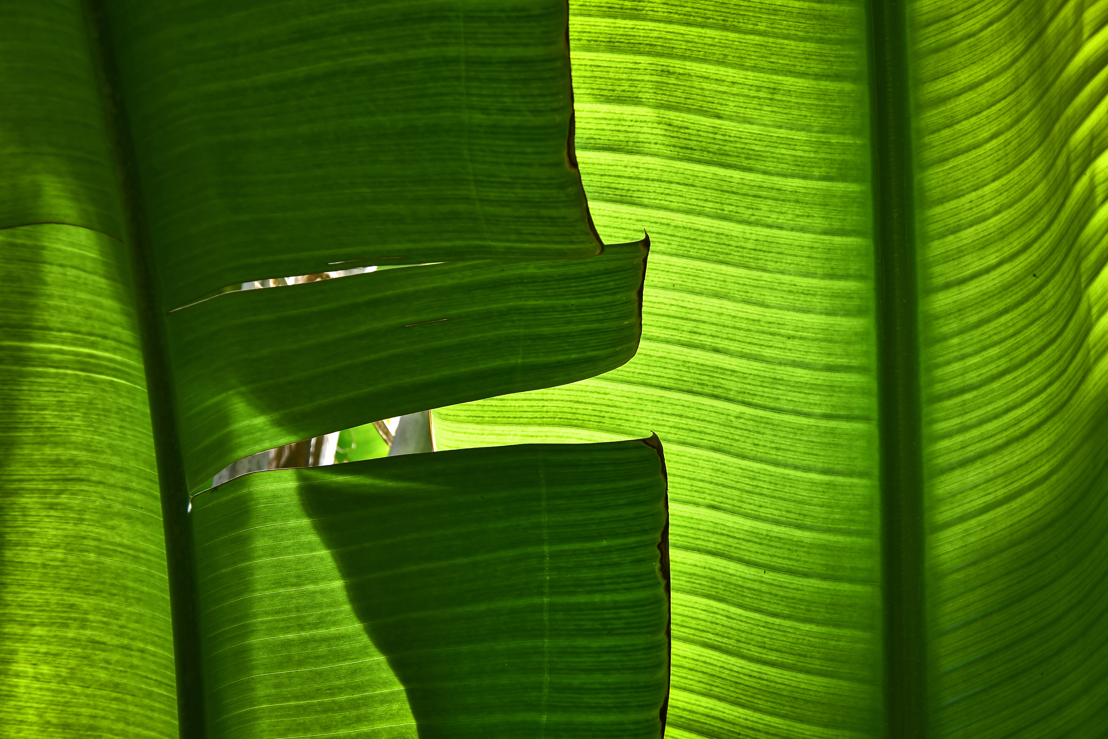 translucent green leaf veins and structure · Free Stock Photo