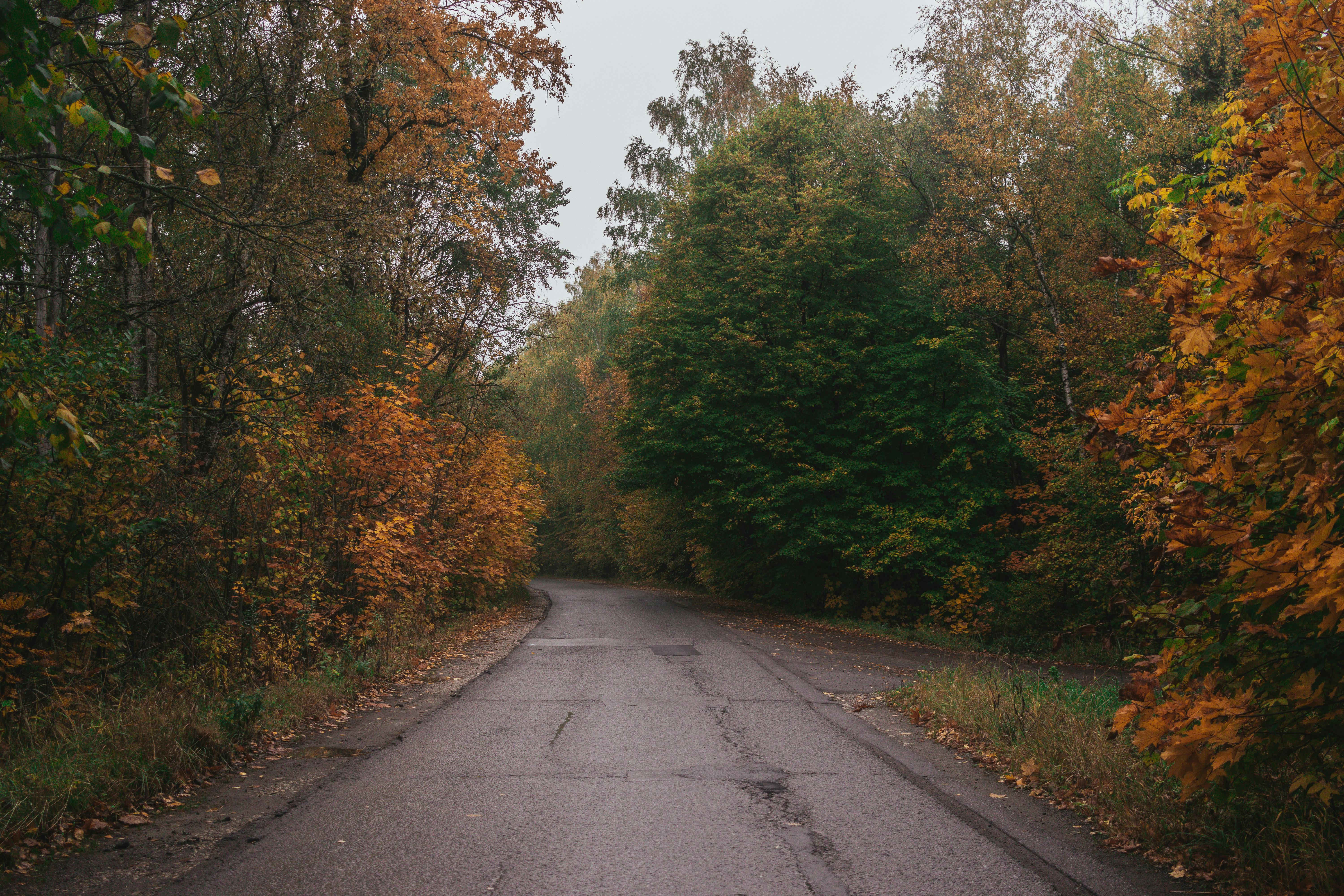 Wet Road in Forest after Rain in Autumn · Free Stock Photo