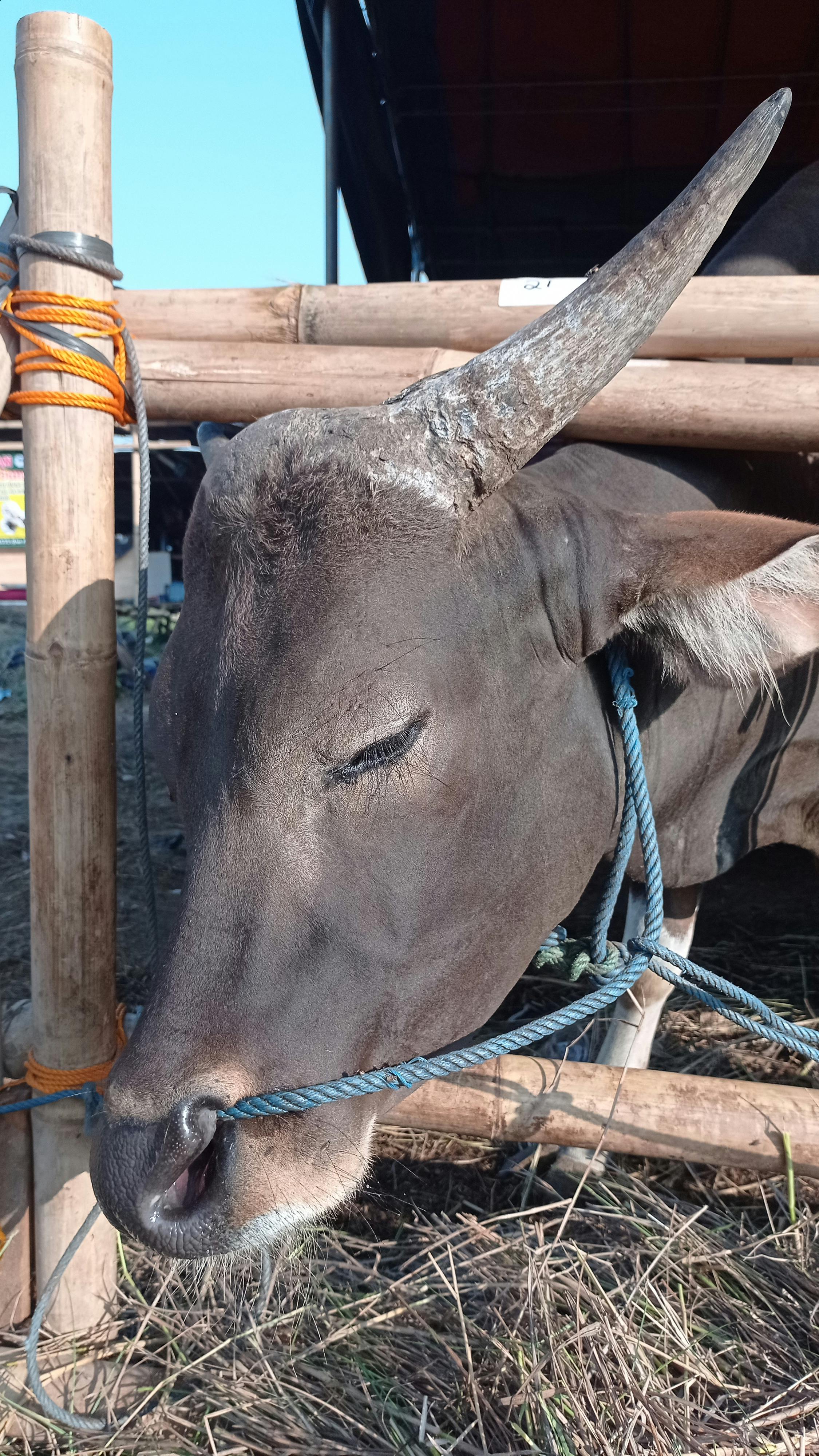 Anton Tezar - Fotografía