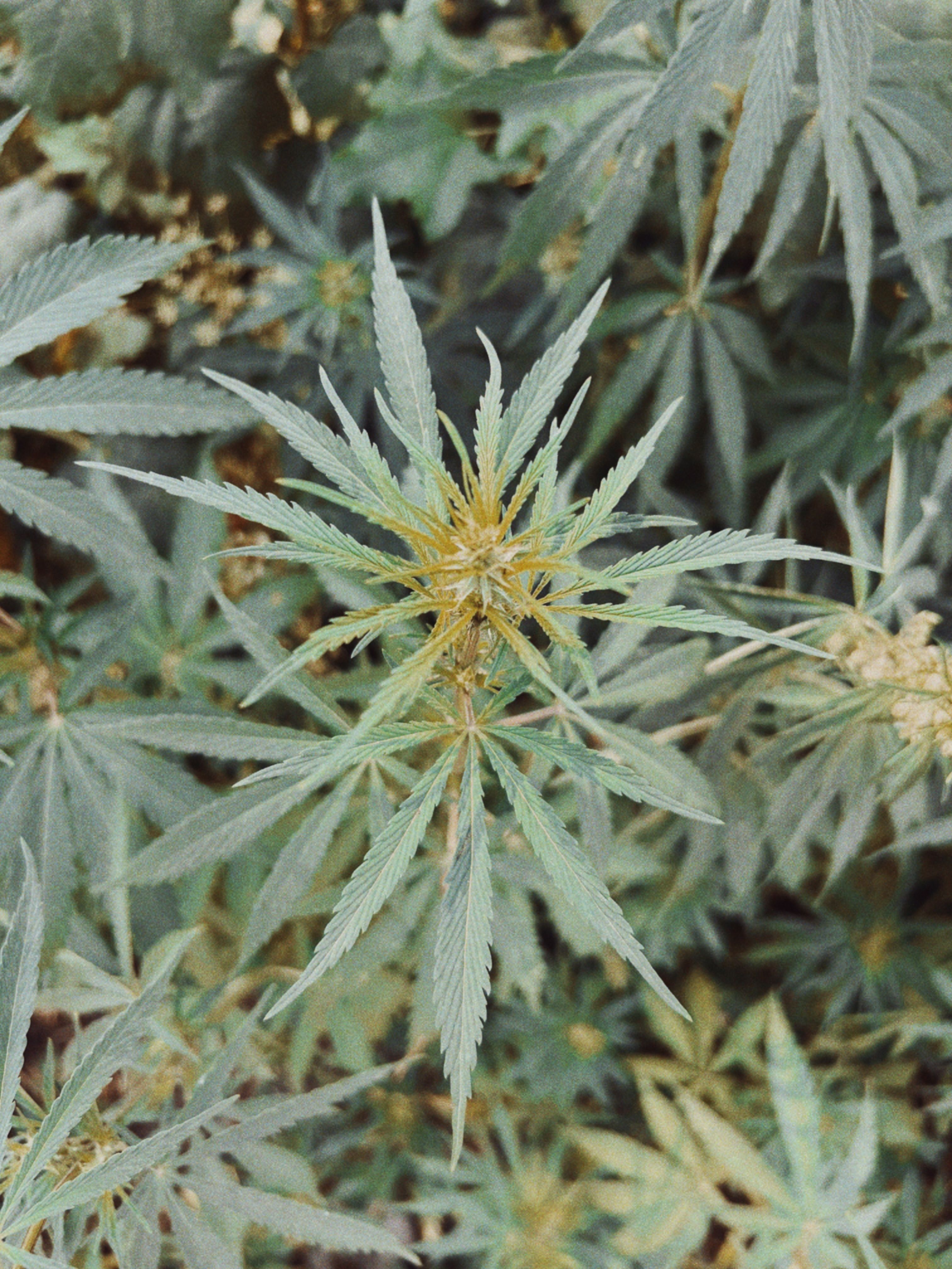 Green Plant in Nature · Free Stock Photo