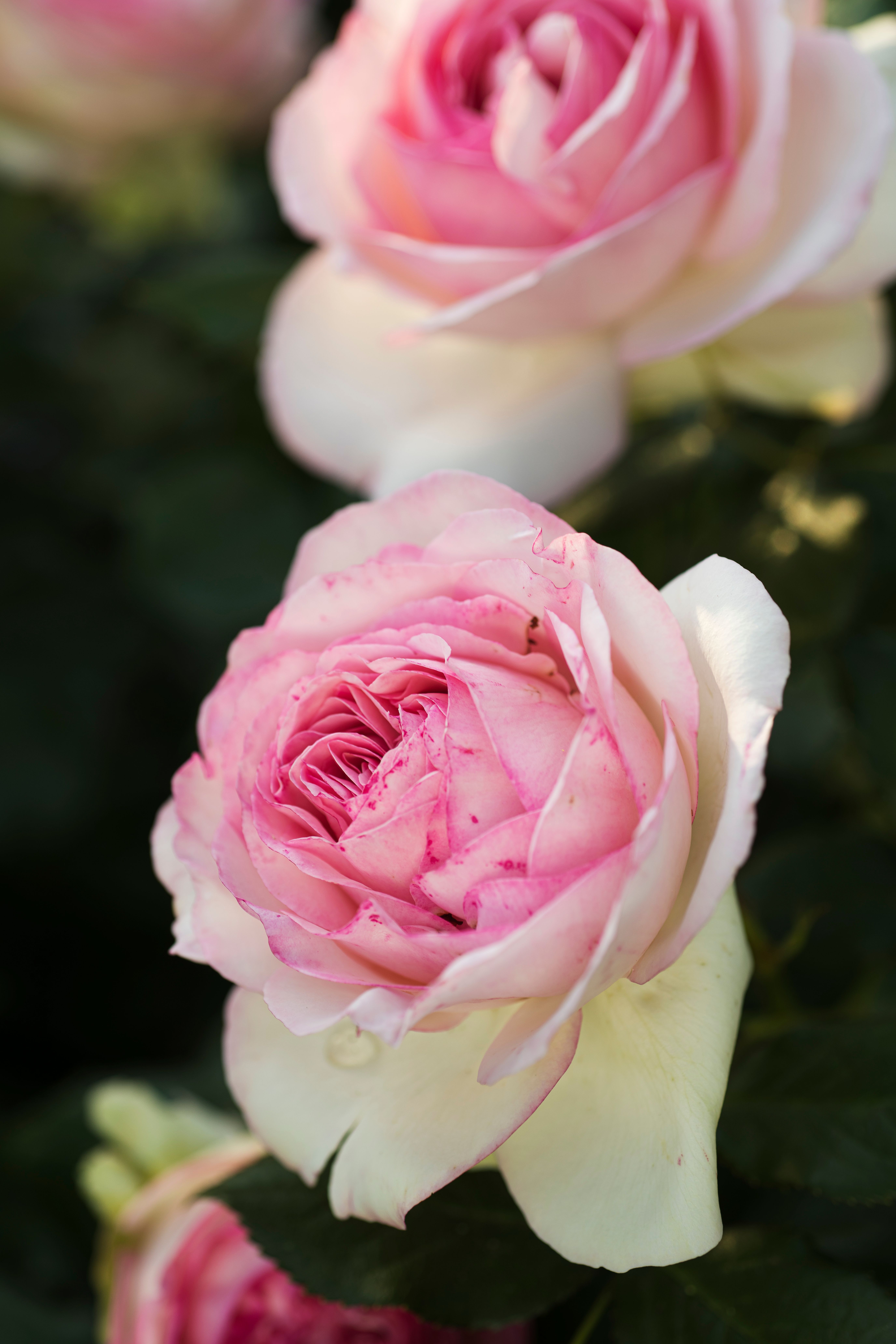 Close up of Pink Roses · Free Stock Photo