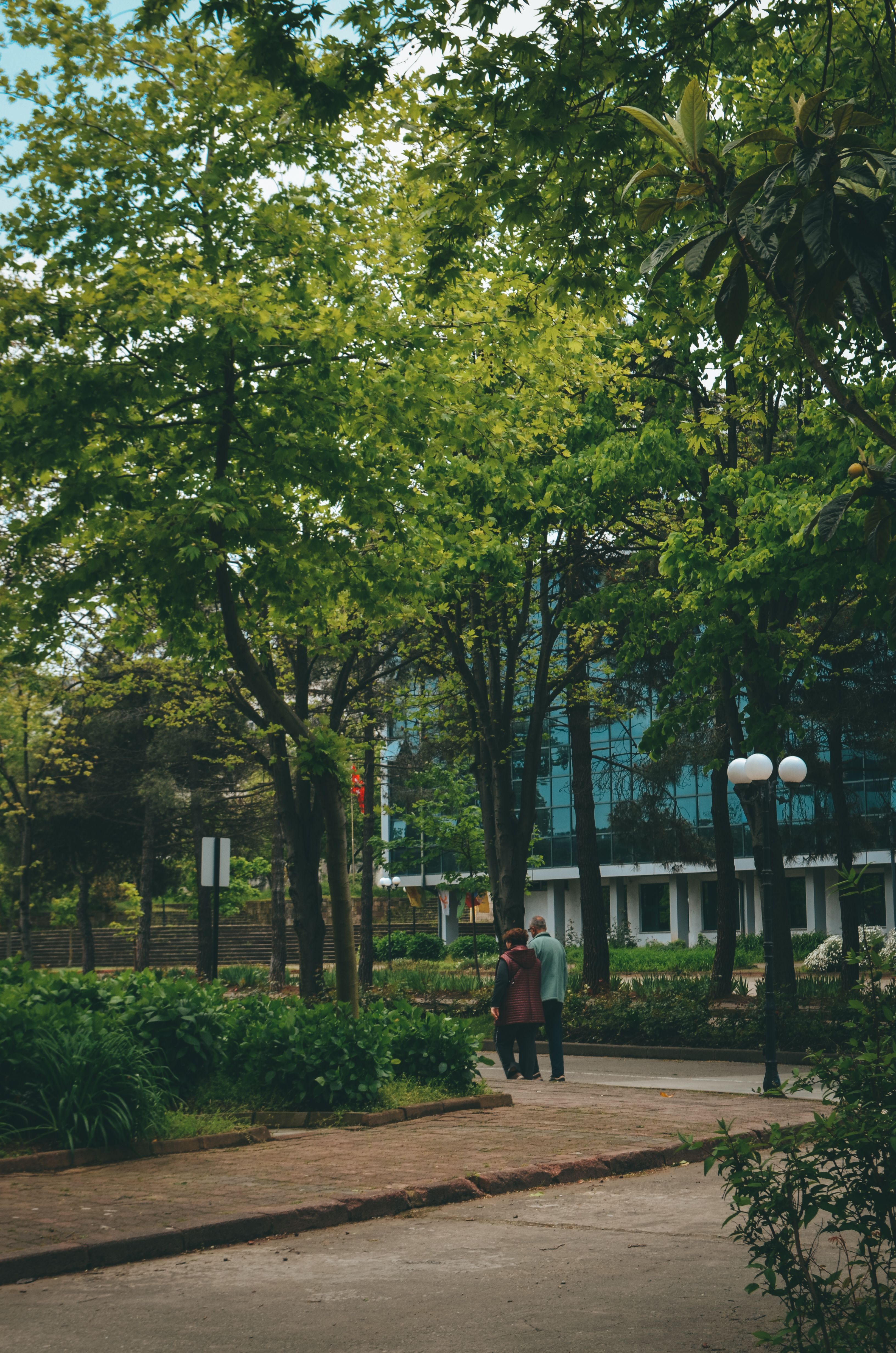Trees in Park in Town · Free Stock Photo