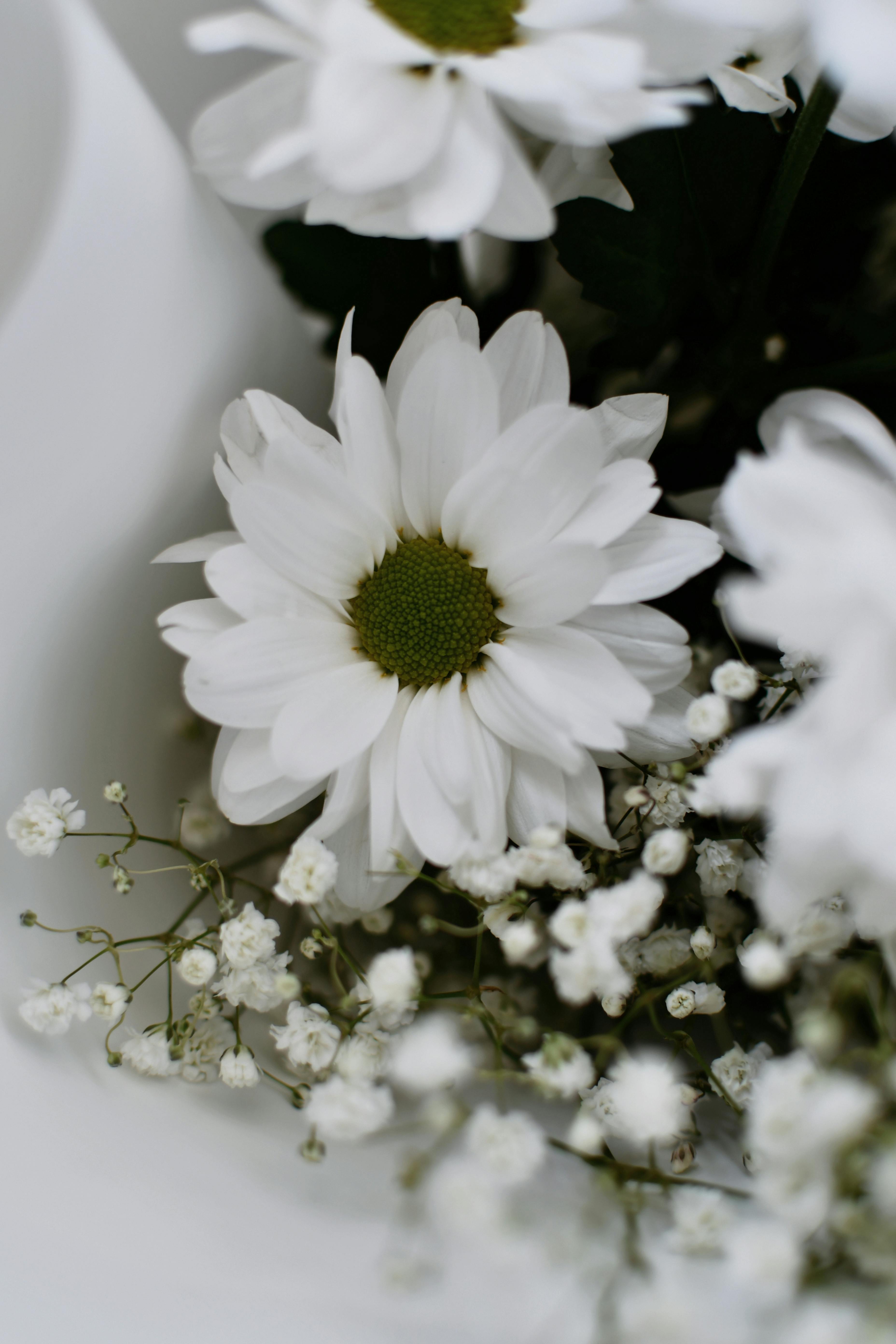 Close up of White Flowers · Free Stock Photo