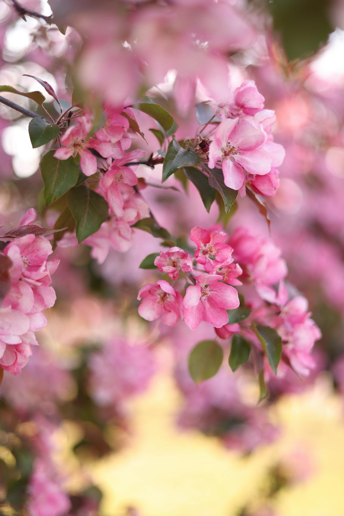 Sumer Photos, Download The BEST Free Sumer Stock Photos & HD Images